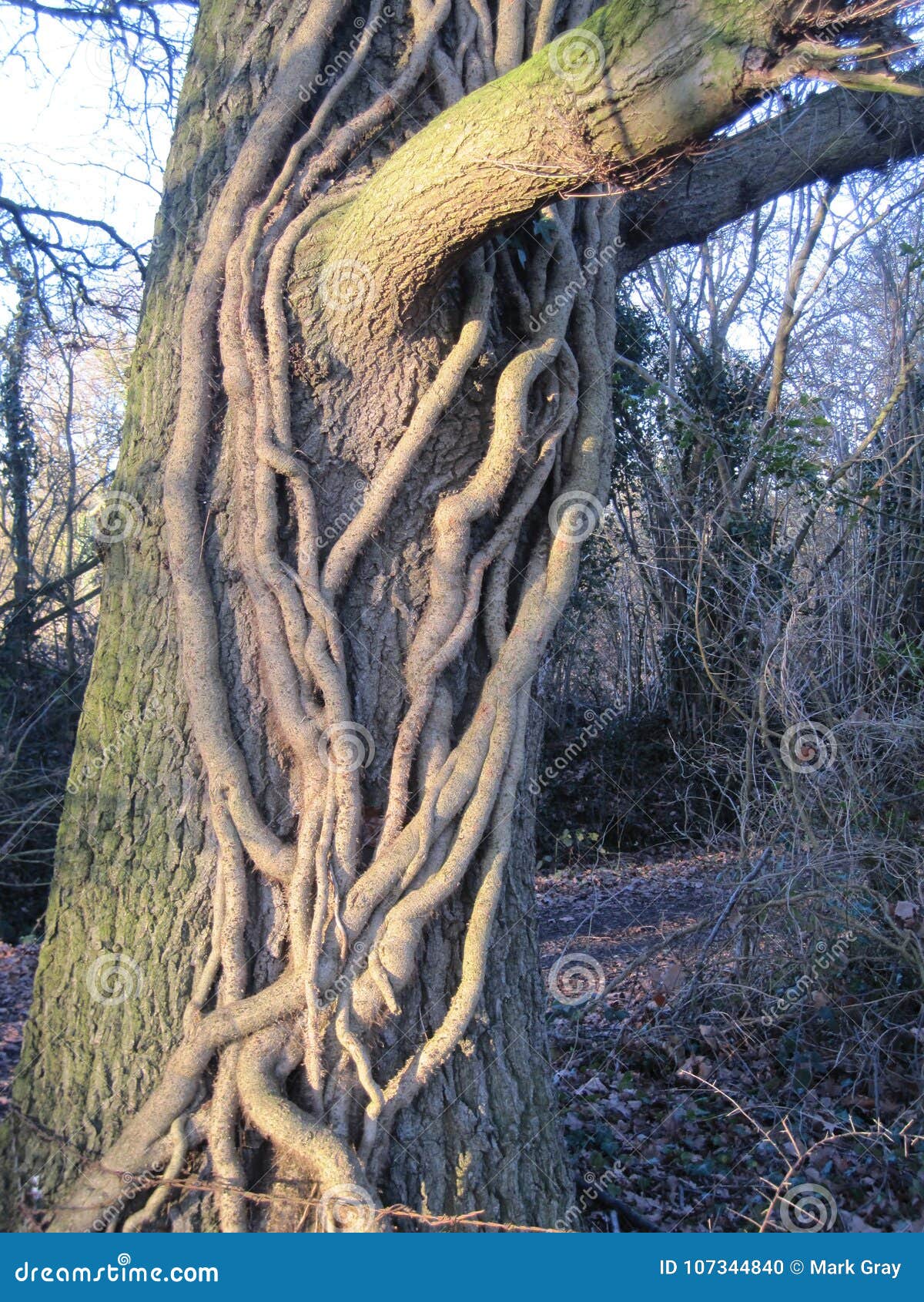 All Wrapped Up stock photo. Image of wrapped, tree, vines - 107344840