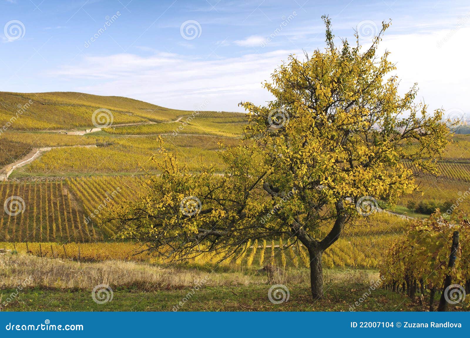A Tree and Vineyards in Autumn Stock Photo - Image of grapes, fall ...