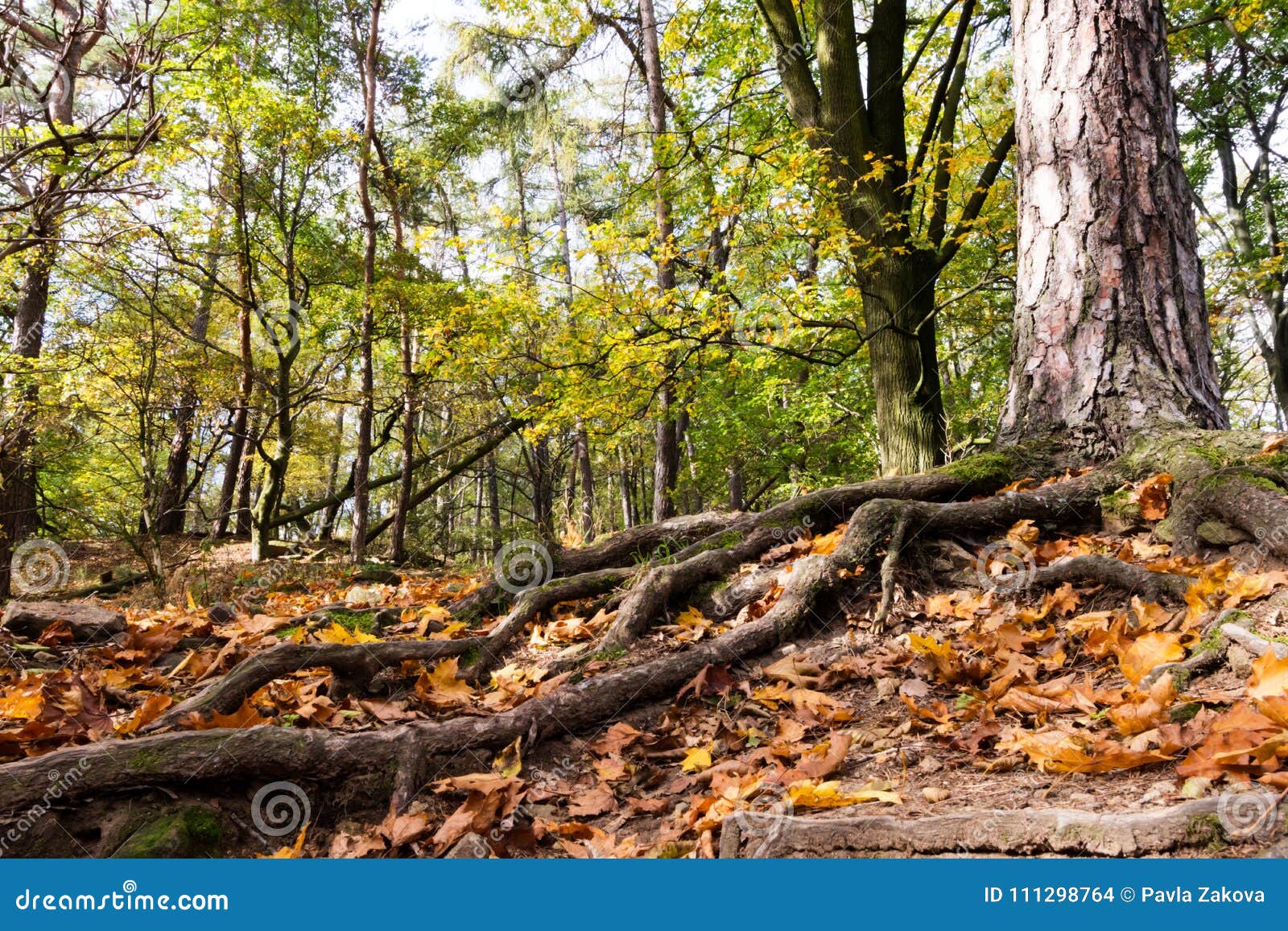 Tree with Roots in a Forest Stock Photo - Image of park, branch: 111298764