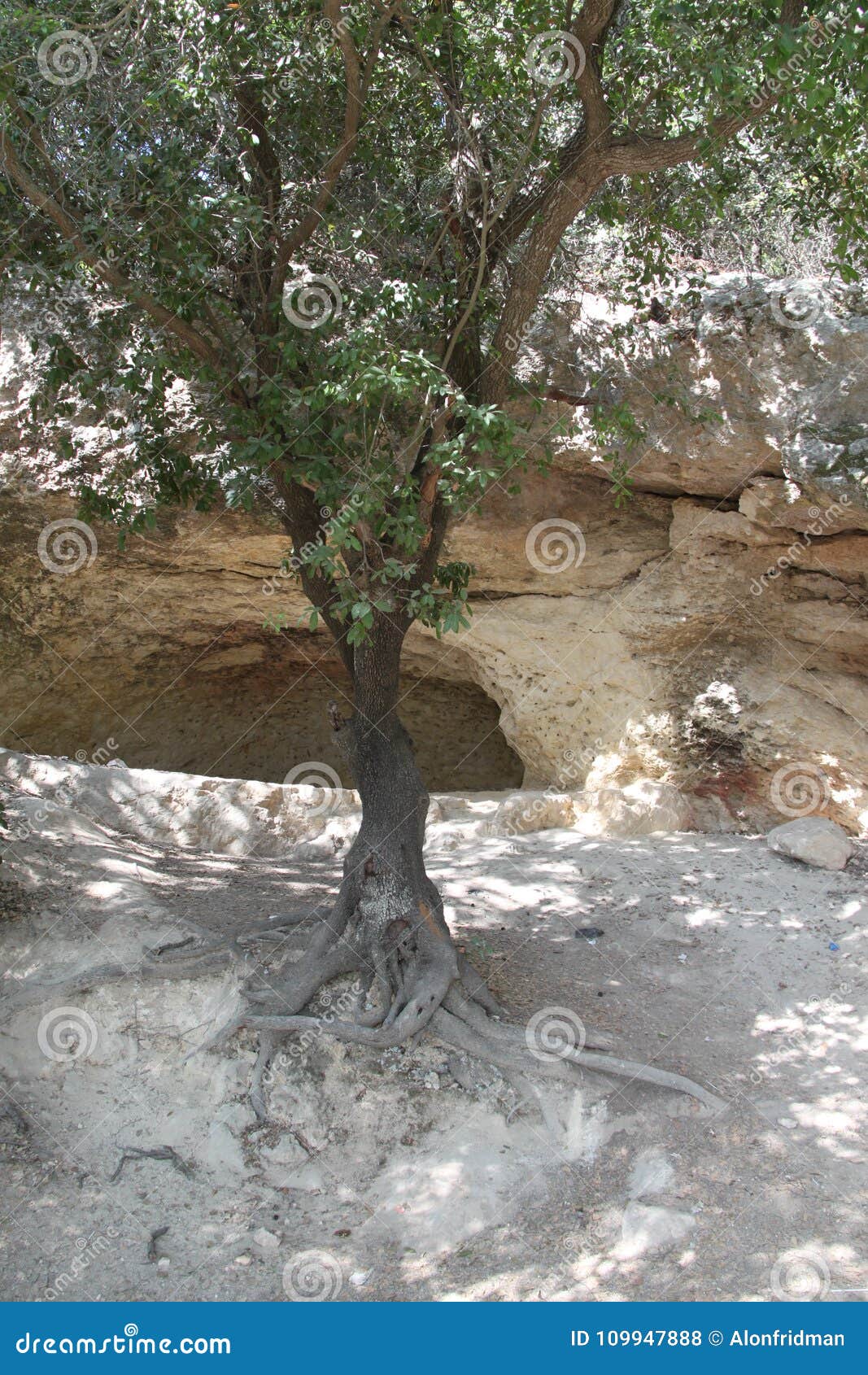 Tree with Visible Roots Over a Natural Cave Stock Photo - Image of ...