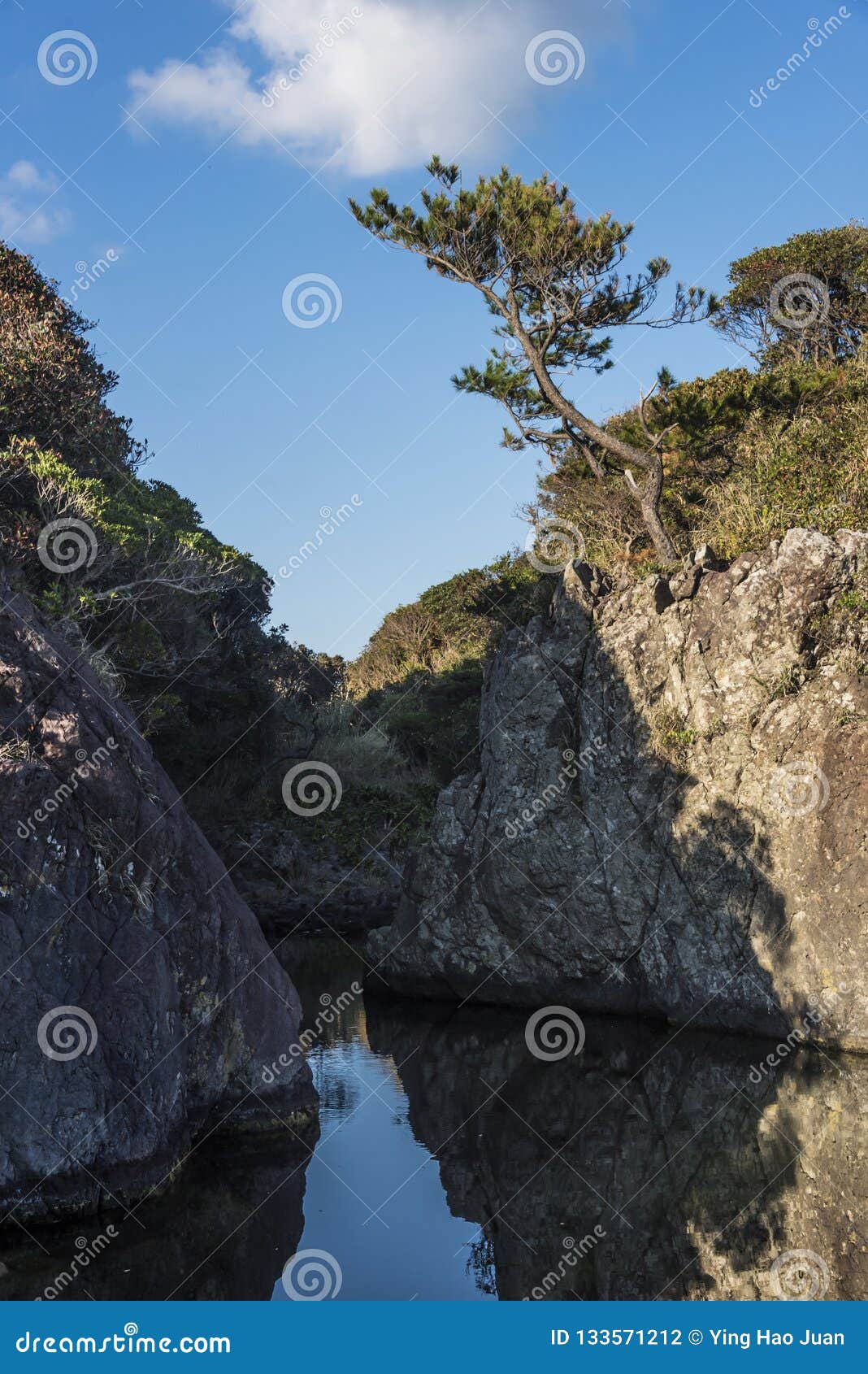 Tree on Volcanic rock stock photo. Image of clouds, coastal - 133571212