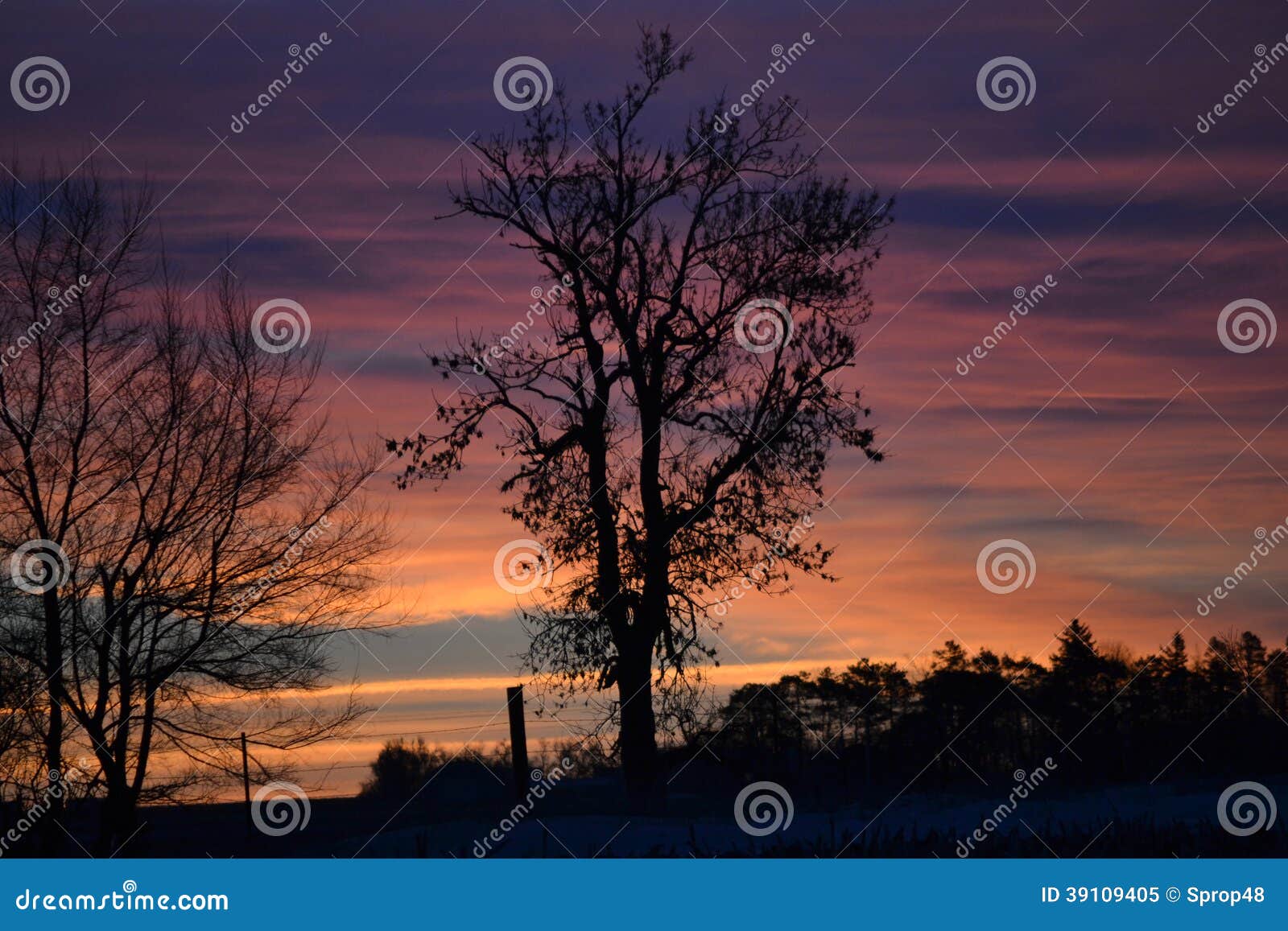 Tree Waking with the Sunrise Stock Image - Image of trees, clouds: 39109405