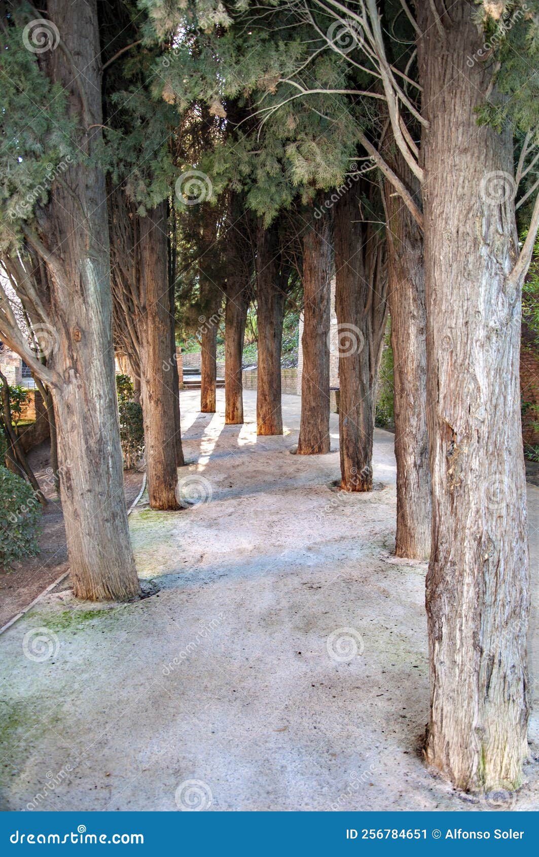 Tree Walk Inside the Alhambra Complex in Granada, Spain Stock Image ...