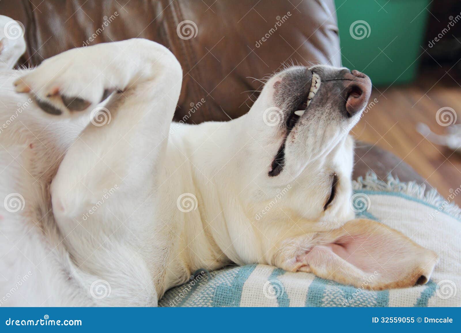 Tree walker hound asleep stock image. Image of color - 32559055