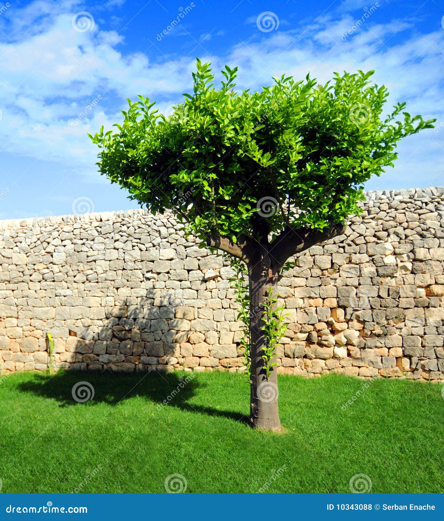 Tree and wall stock photo. Image of spring, natural, sunny - 10343088