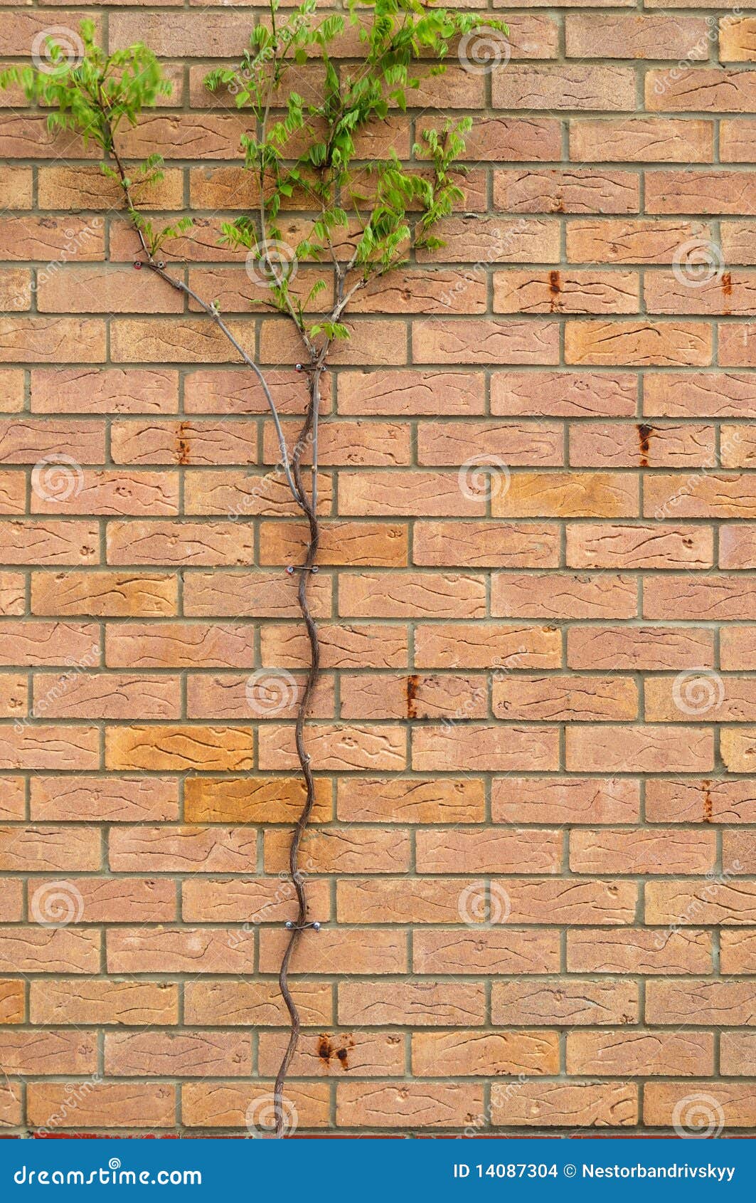 Tree on wall stock photo. Image of young, branches, root - 14087304