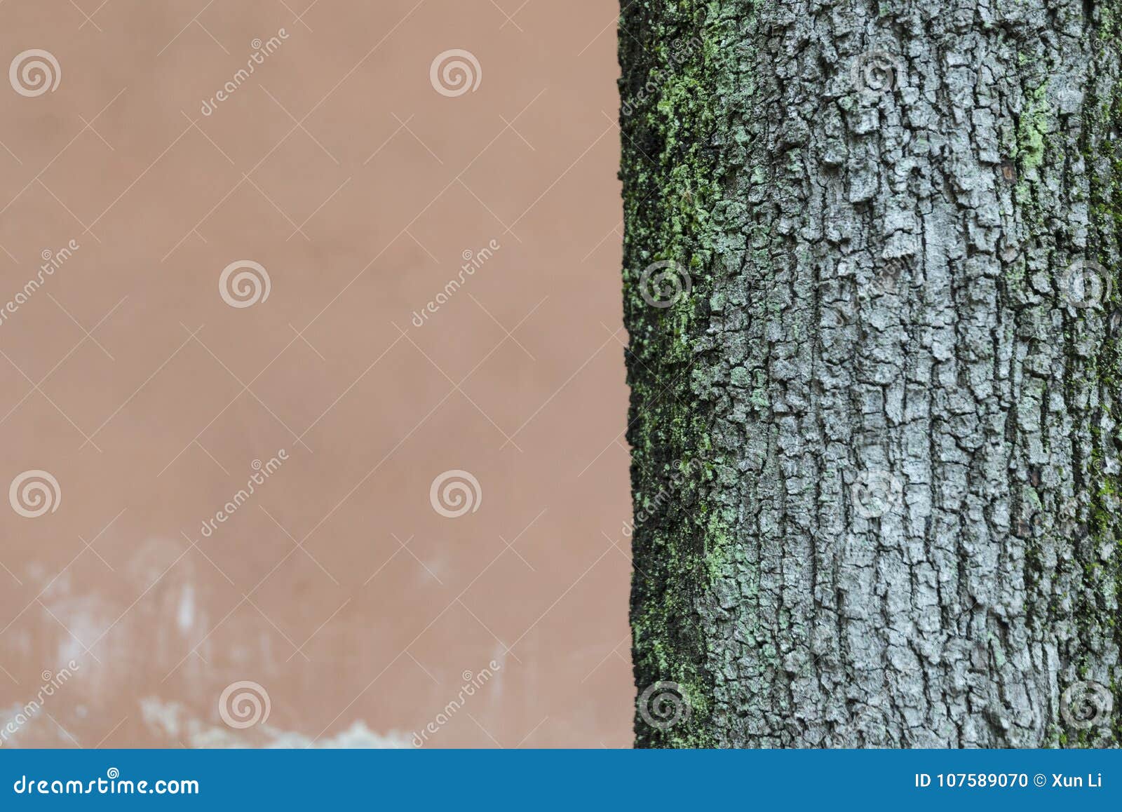 The tree stock photo. Image of grain, abstract, wall - 107589070