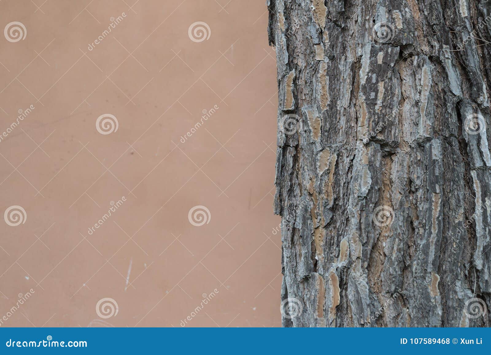 The tree stock photo. Image of nature, abstract, isolated - 107589468