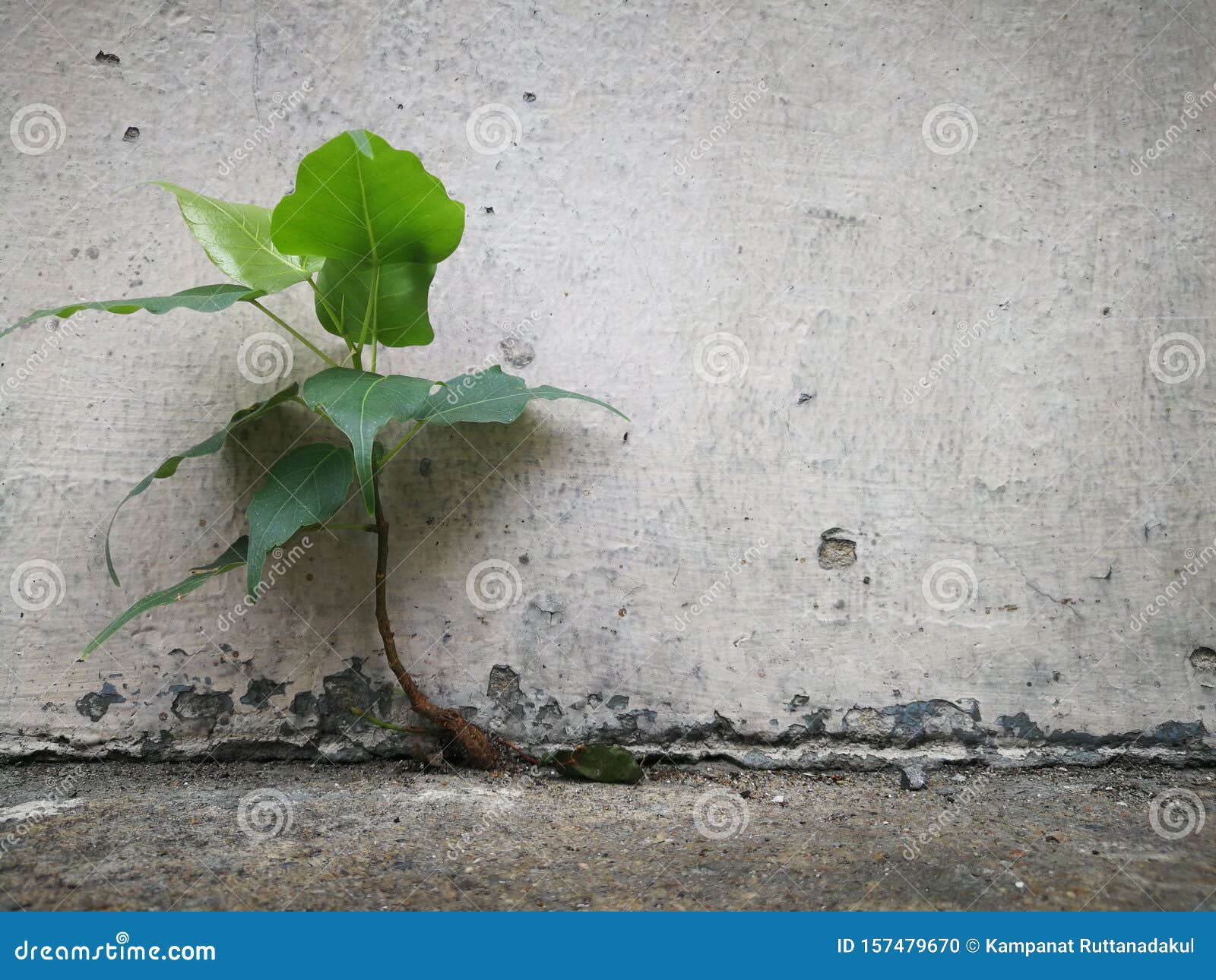 The Tree in the Wall of the Crack Stock Photo - Image of globalwarming ...