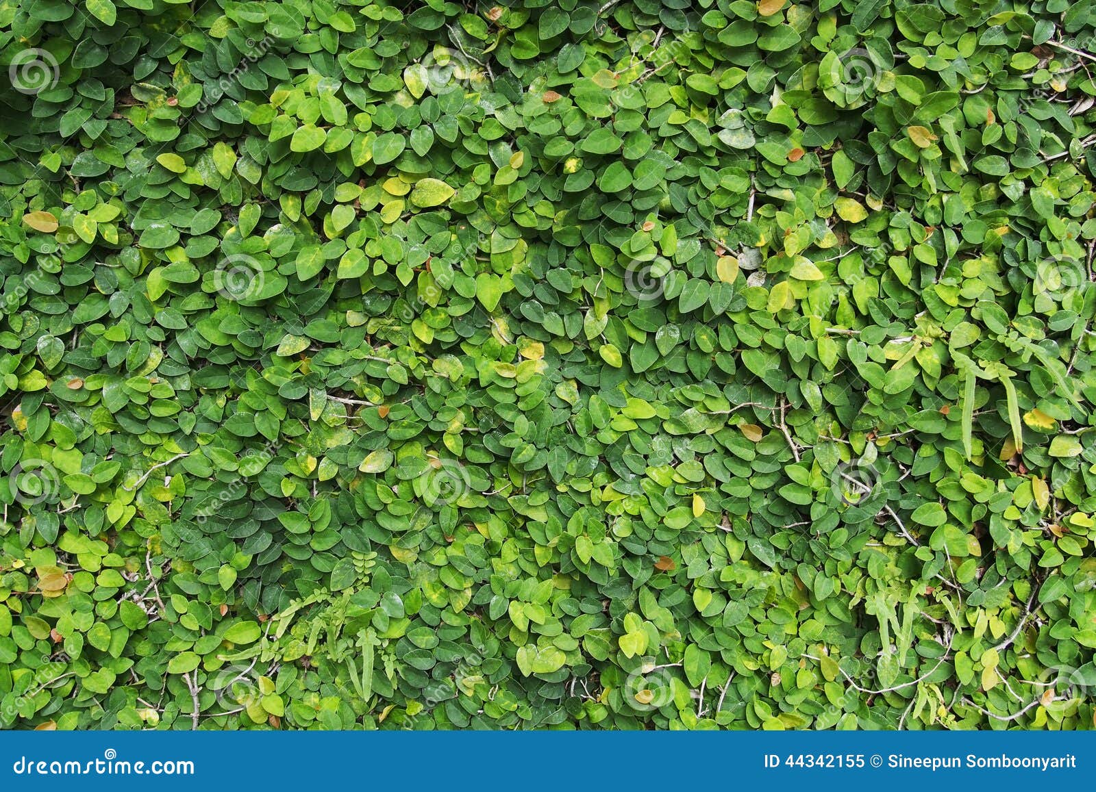Tree wall stock image. Image of wall, gardening, plants - 44342155