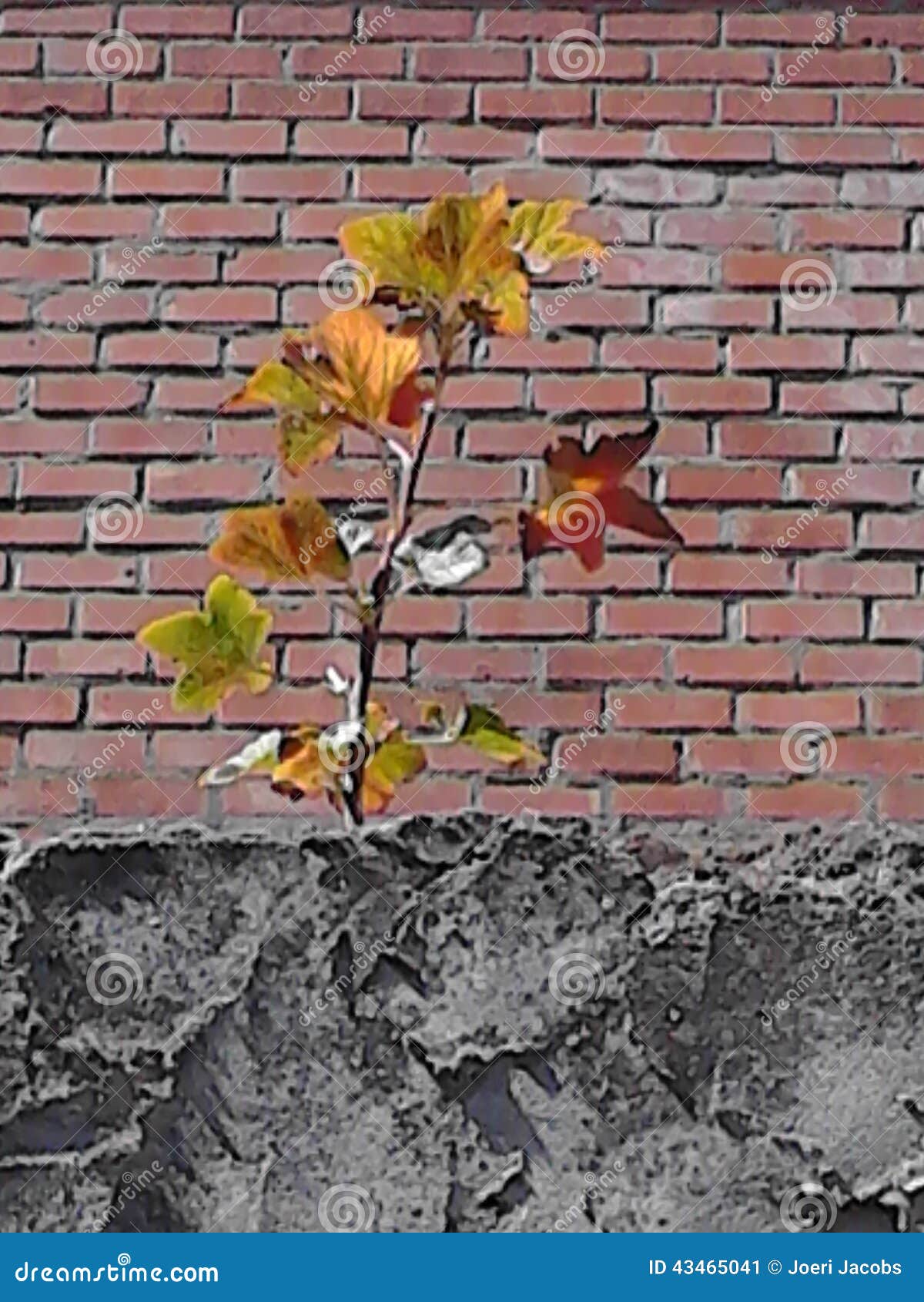 Tree on wall stock image. Image of wall, autumn, forest - 43465041