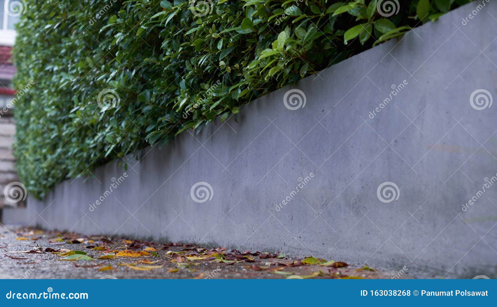 Tree Wall beside the Road. Garden Wall for Background Stock Photo ...