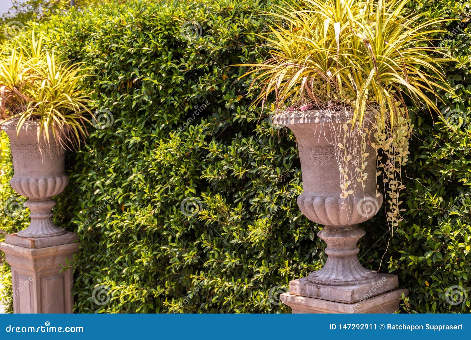 Tree Wall with Roman Style Plant Pots Stock Image - Image of beauty ...