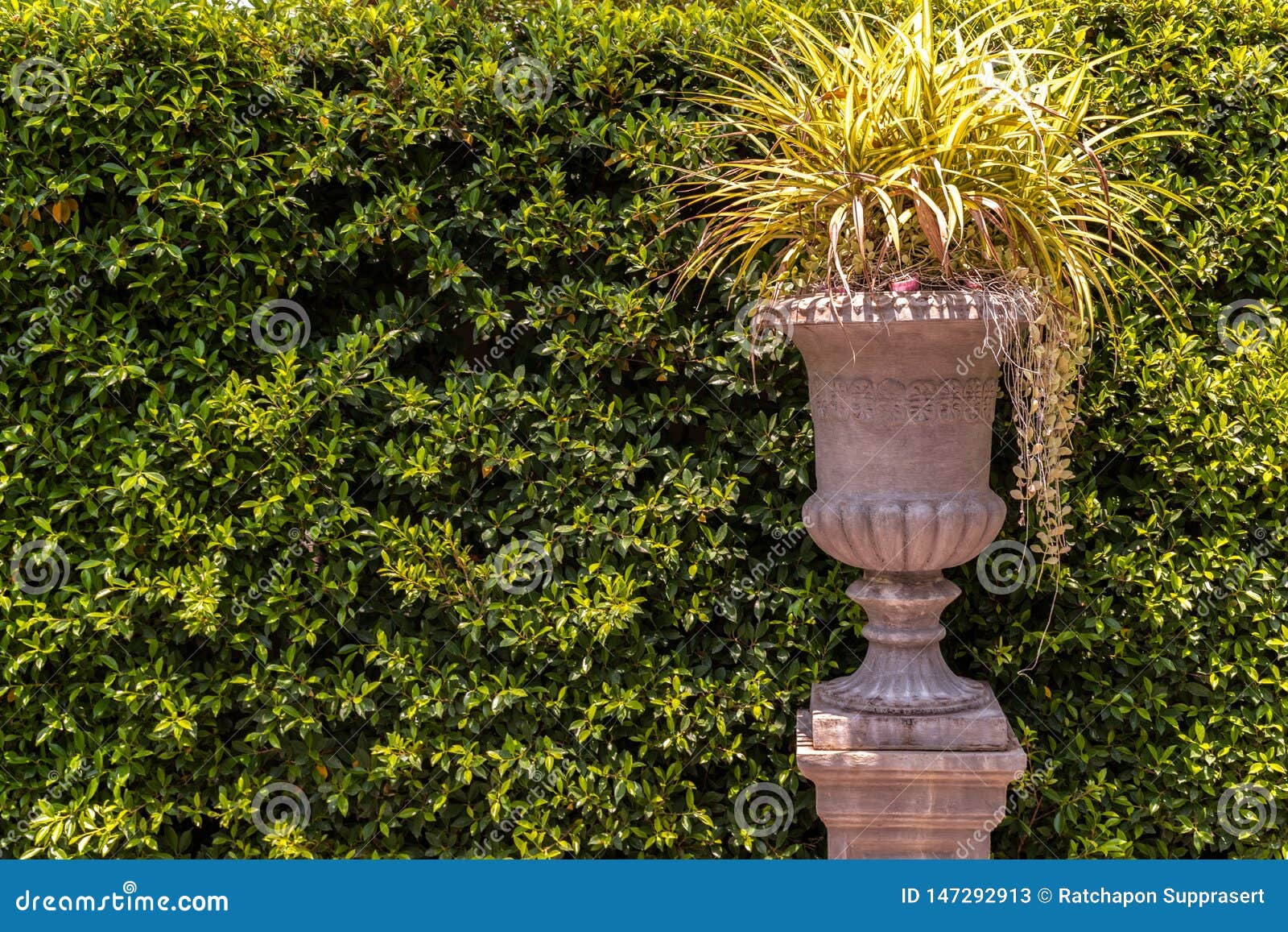 Tree Wall with Roman Style Plant Pots Stock Image - Image of background ...