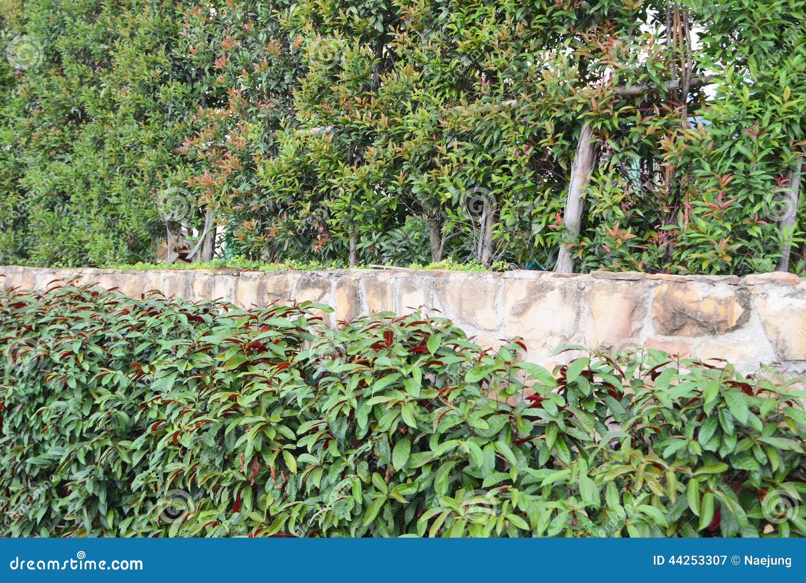 Tree wall stock image. Image of natural, design, home - 44253307