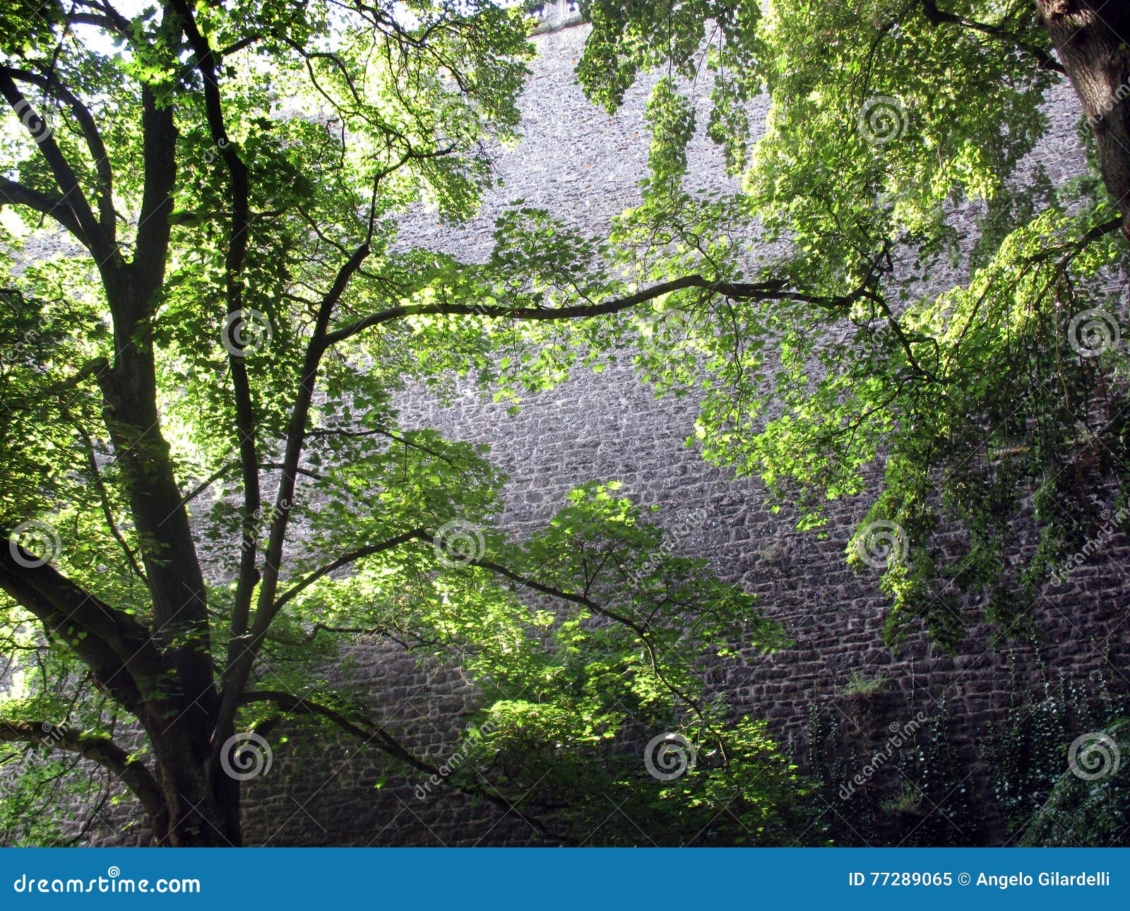 Tree and wall stock image. Image of wall, nature, green - 77289065