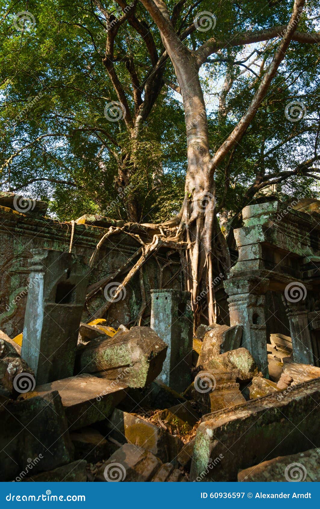 Tree on a Wall at Ta Prohm Temple Stock Image - Image of landmark ...