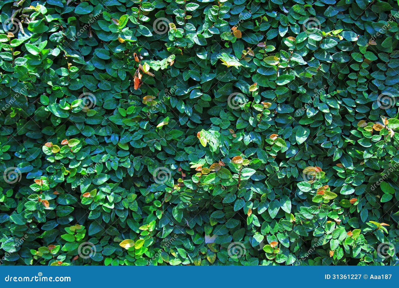Tree for wallpaper stock image. Image of decorative, botanical - 31361227