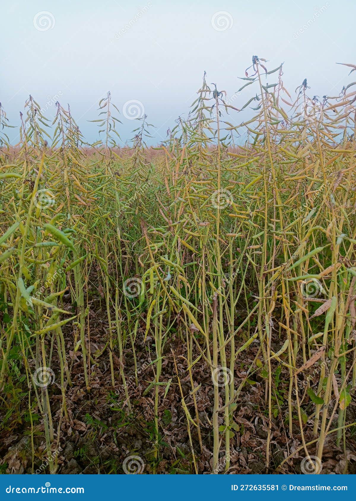 Tree Wallpaper in Hd, Plants Pic Hd Wallpaper, Photo Sarsho Trees Stock ...