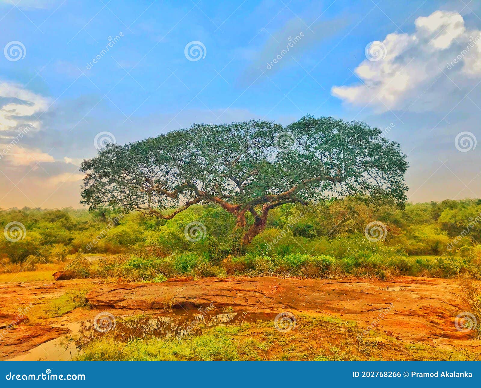 A Tree Wallpaper with the Sun Set Bacckground. Stock Photo - Image of ...