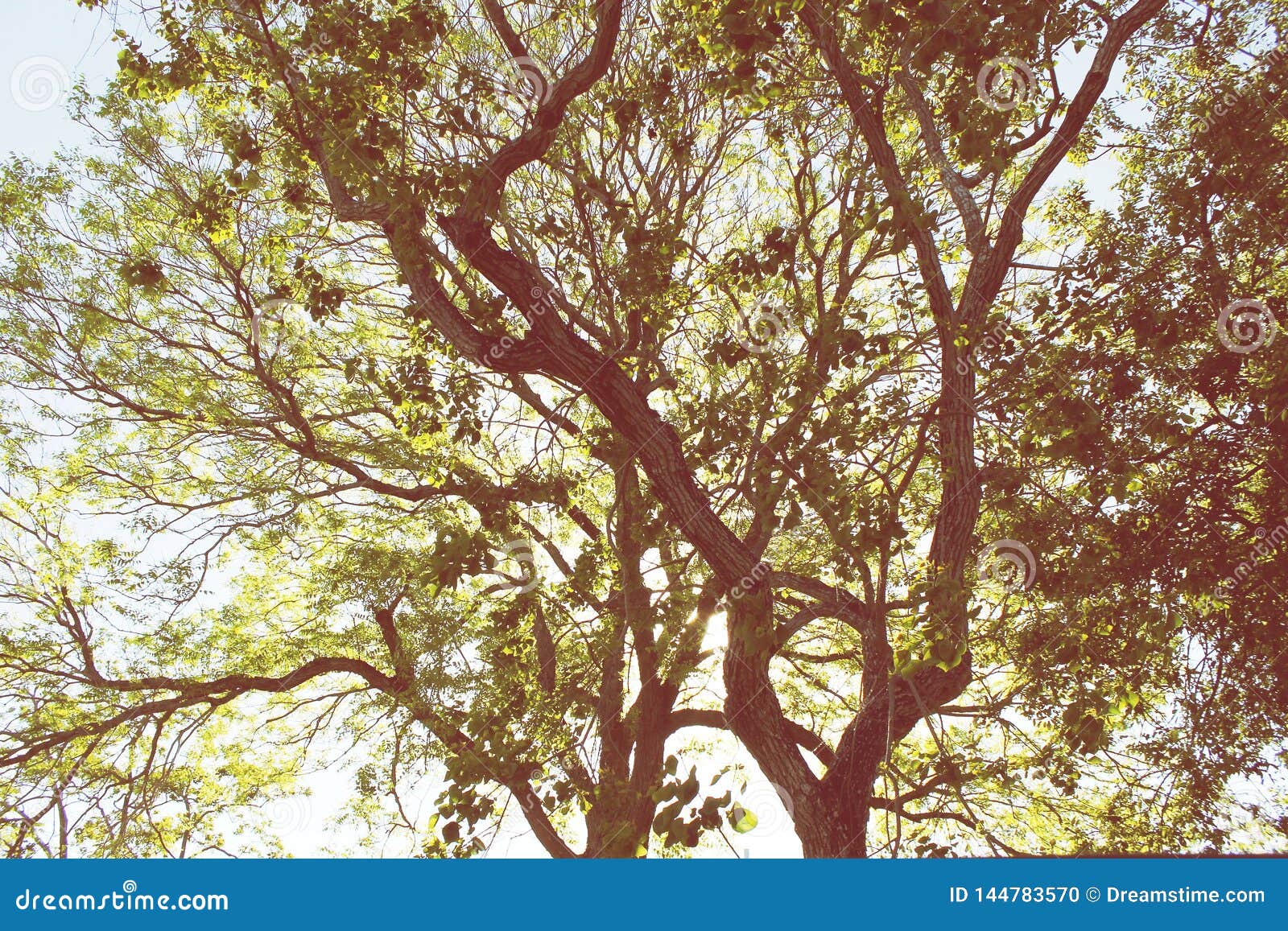 Tree stock photo. Image of growth, warm, tree - 144783570