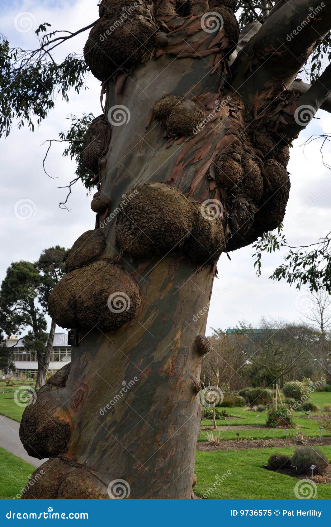 Tree with Warts stock image. Image of dublin, gardens - 9736575
