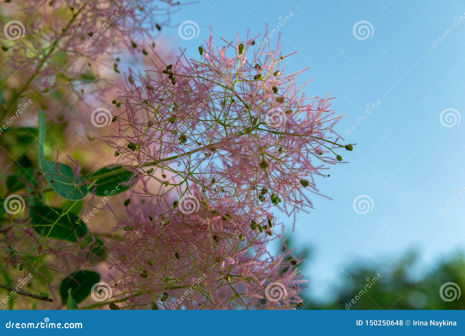 The Tree Was Beautiful with Fluffy Pink Branches. Stock Photo - Image ...