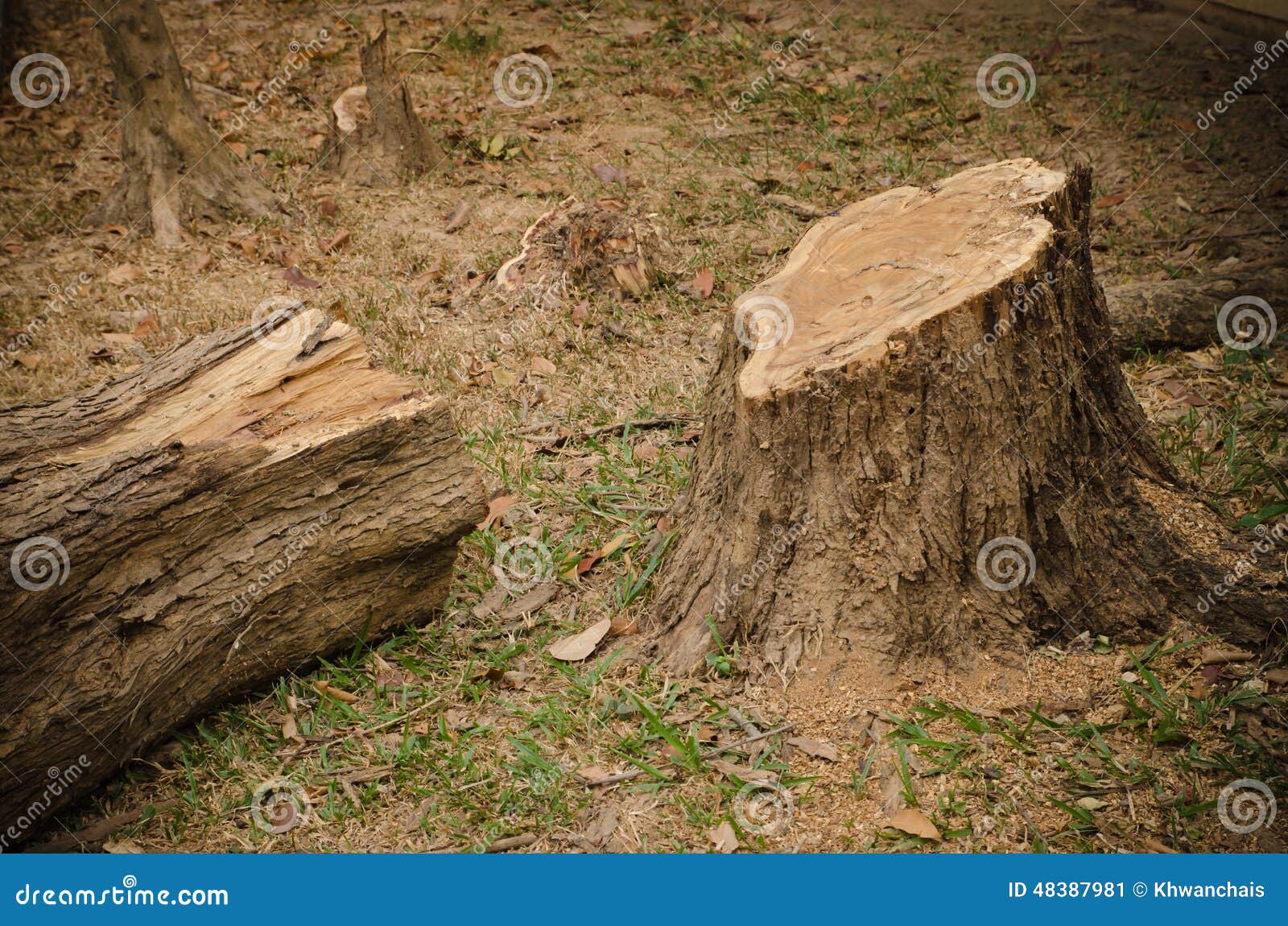 Tree that was being cut. stock image. Image of lush, level - 48387981