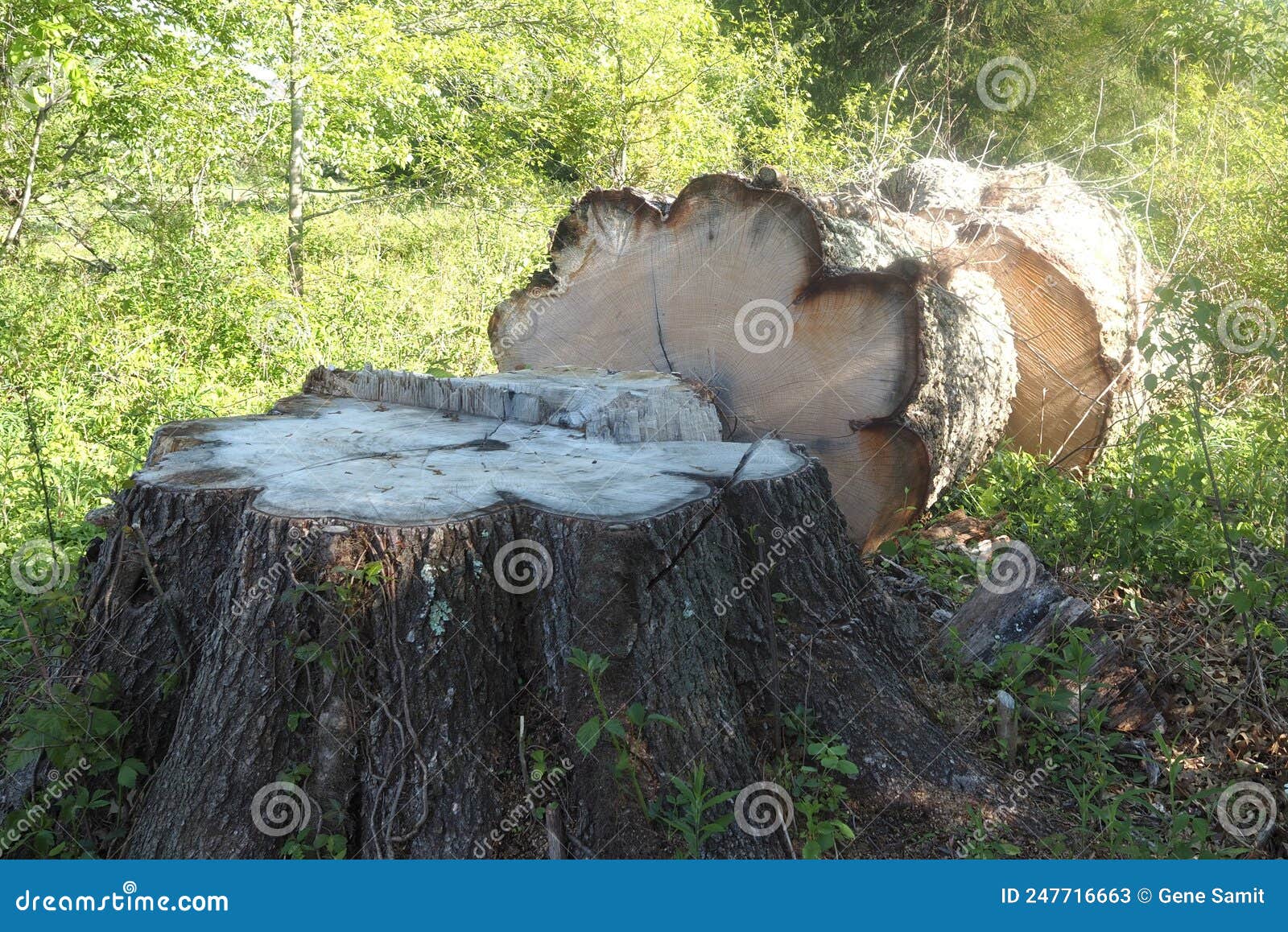 The Tree Was Chopped Down in the Forest. Stock Image - Image of energy ...