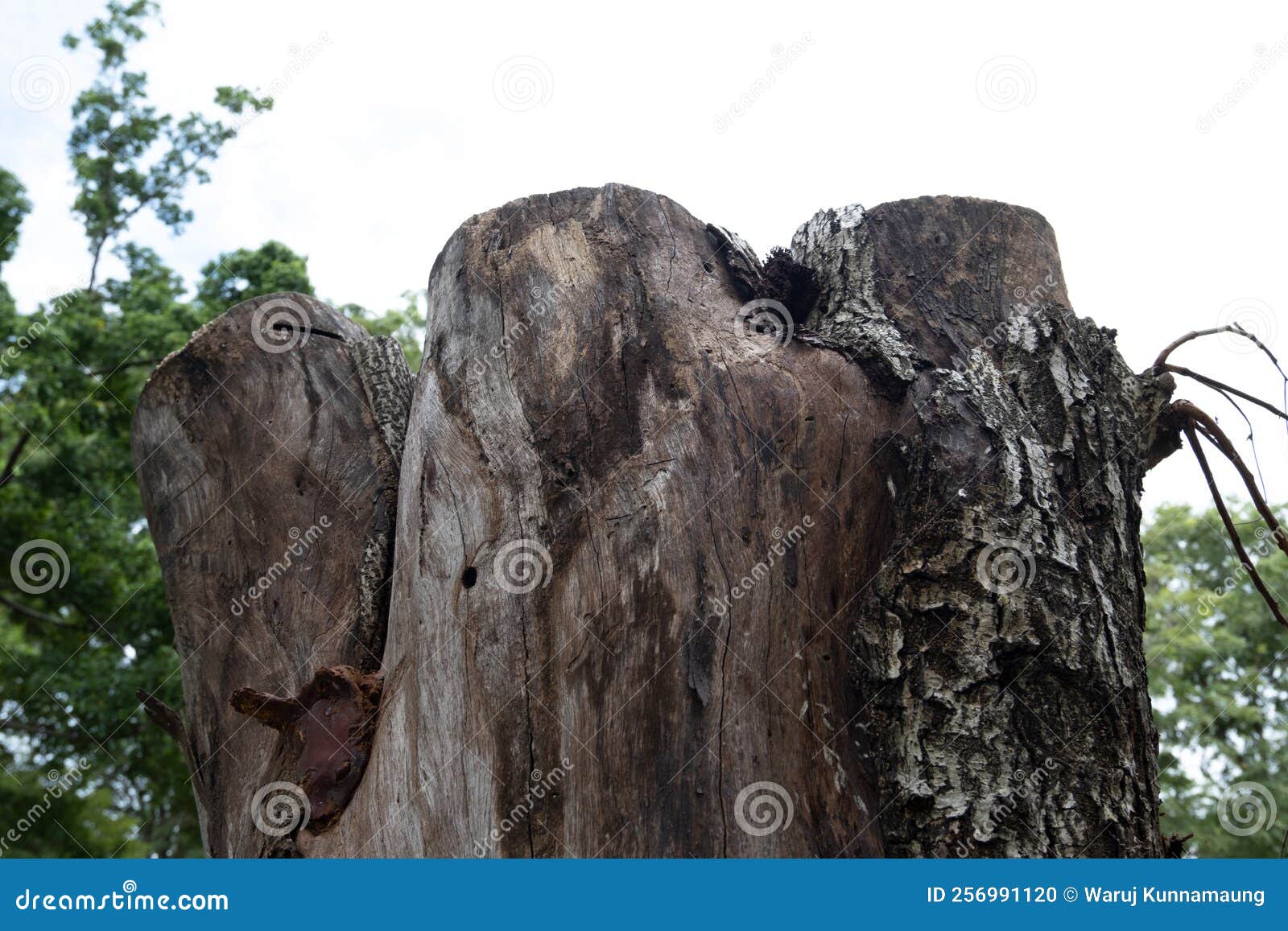 This Tree Was Cut Down Long Ago. Stock Photo - Image of bedrock ...