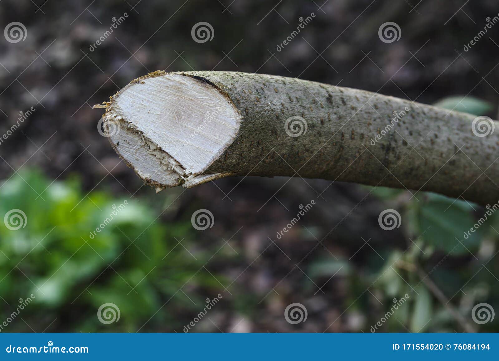 A Cross-section of the Chopped Tree. Stock Photo - Image of chopped ...
