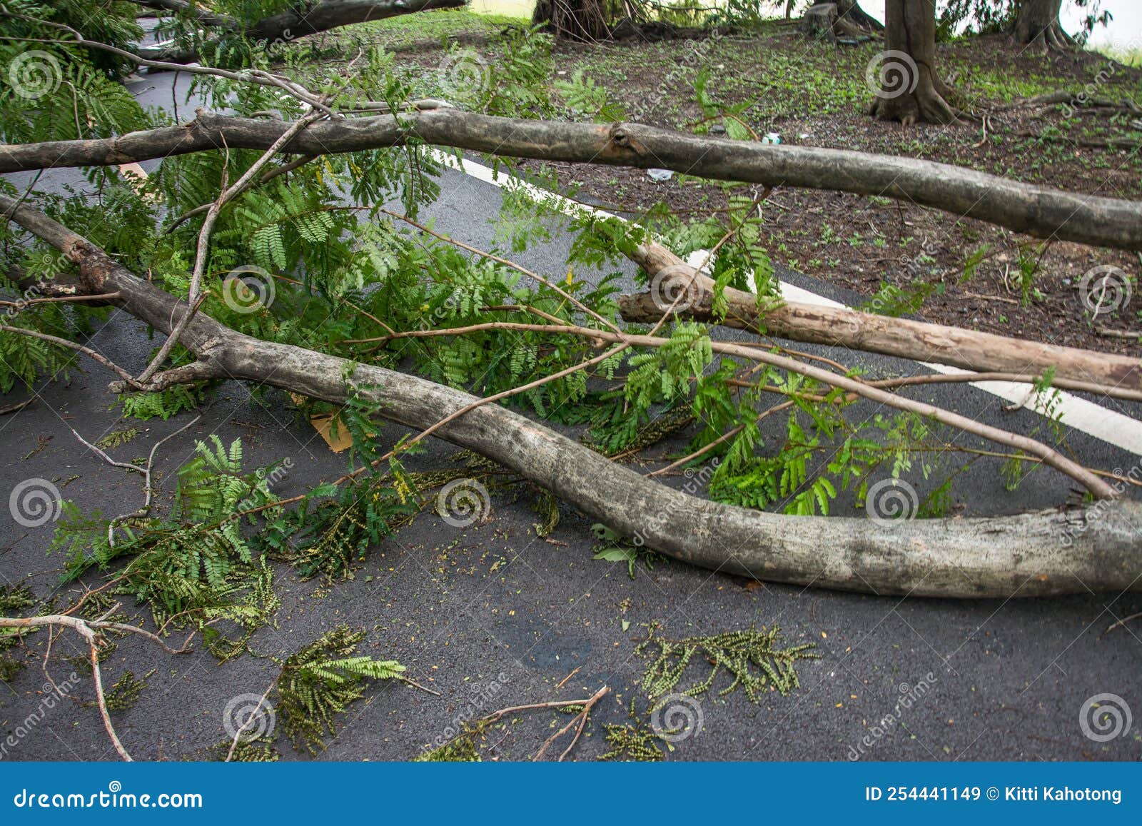 The Tree Was Destroyed by the Storm`s Intensity Stock Image - Image of ...