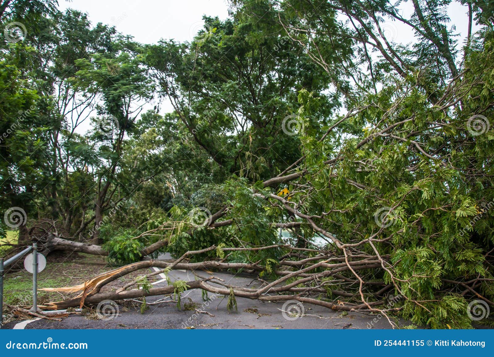 The Tree Was Destroyed by the Storm`s Intensity Stock Image - Image of ...