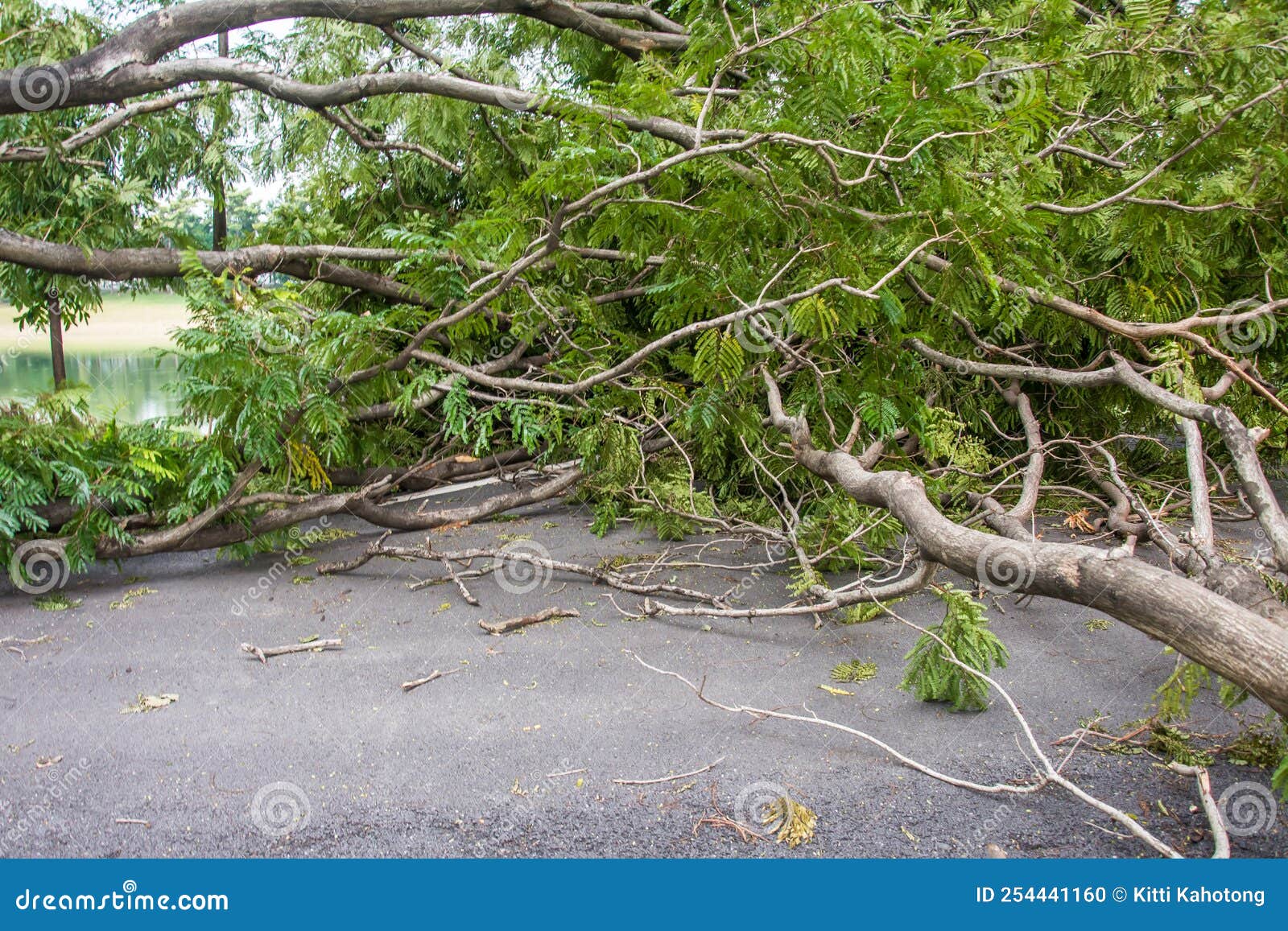 The Tree Was Destroyed by the Storm`s Intensity Stock Photo - Image of ...