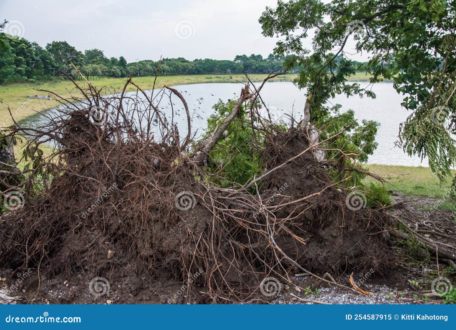 The Tree Was Destroyed by the Storm`s Intensity Stock Image - Image of ...