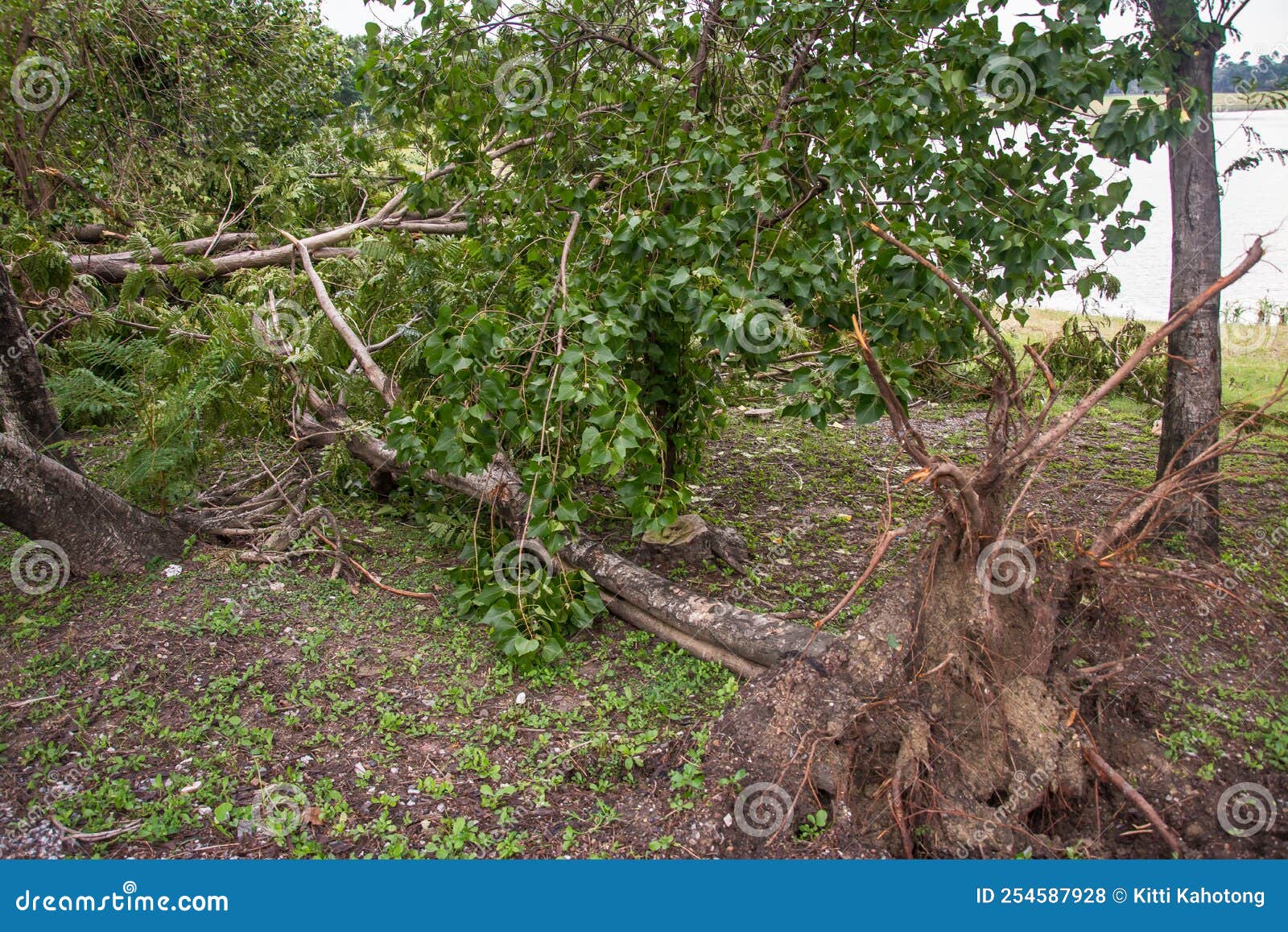 The Tree Was Destroyed by the Storm`s Intensity Stock Photo - Image of ...