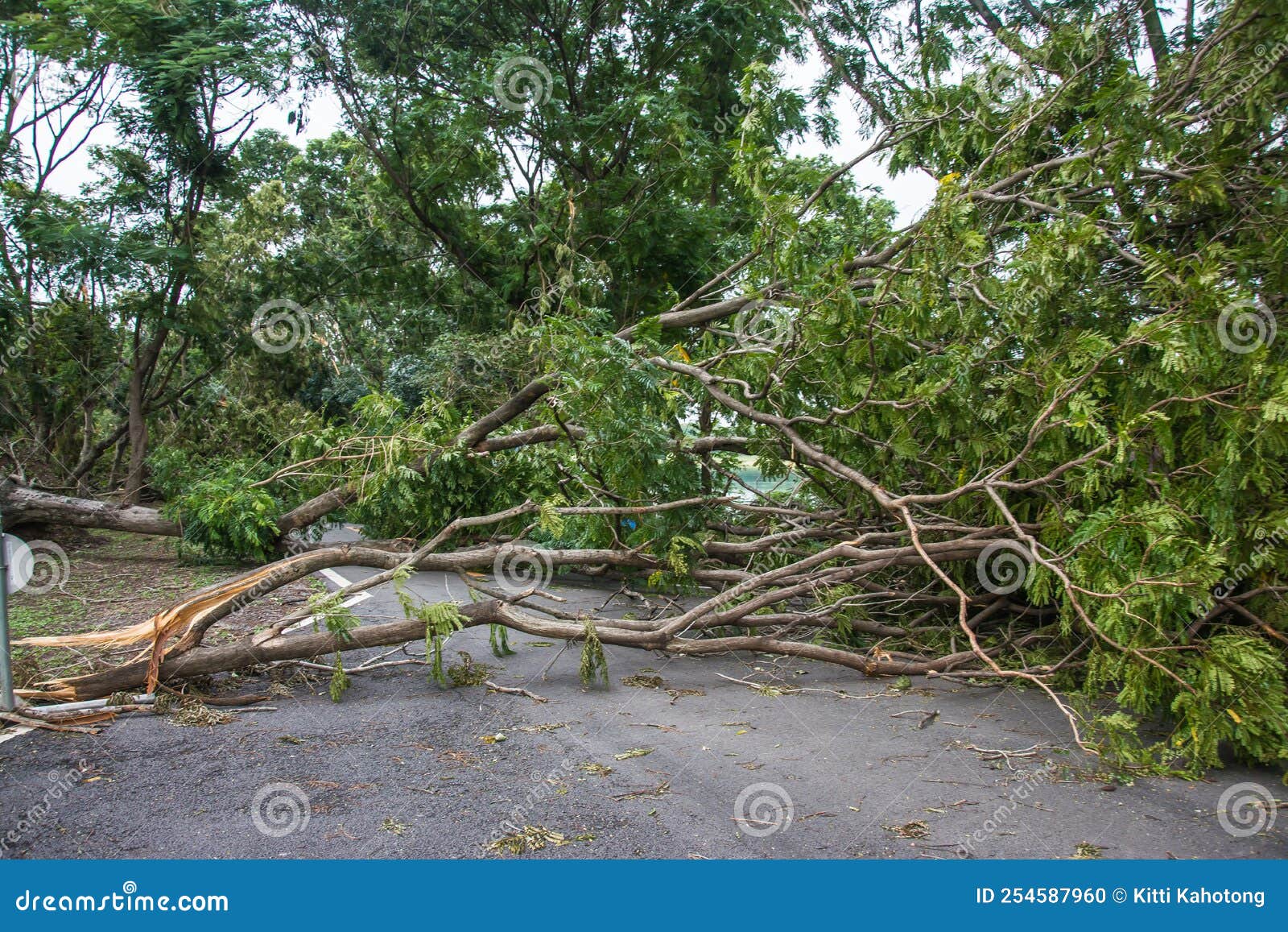 The Tree Was Destroyed by the Storm`s Intensity Stock Photo - Image of ...