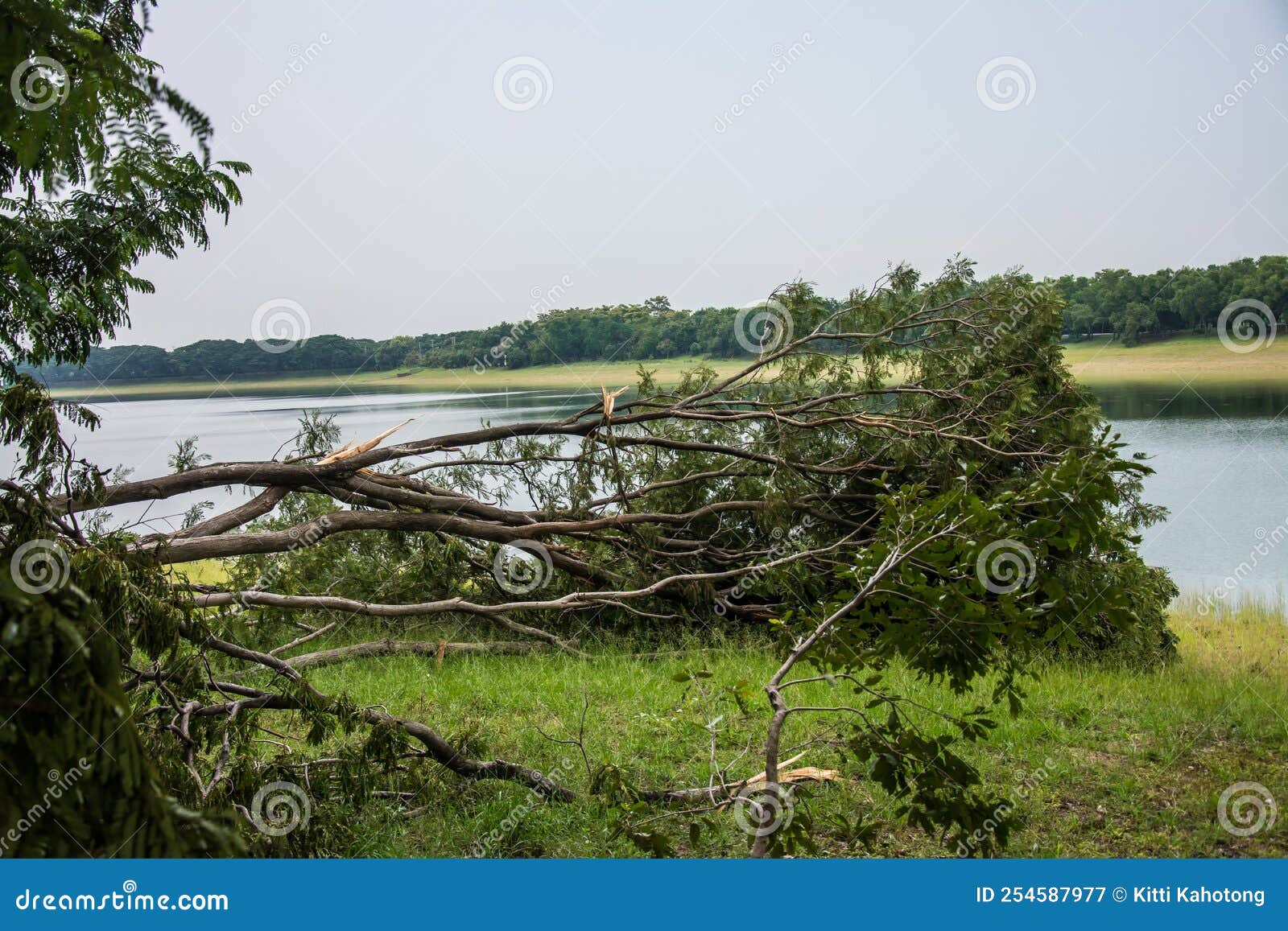 The Tree Was Destroyed by the Storm`s Intensity Stock Image - Image of ...
