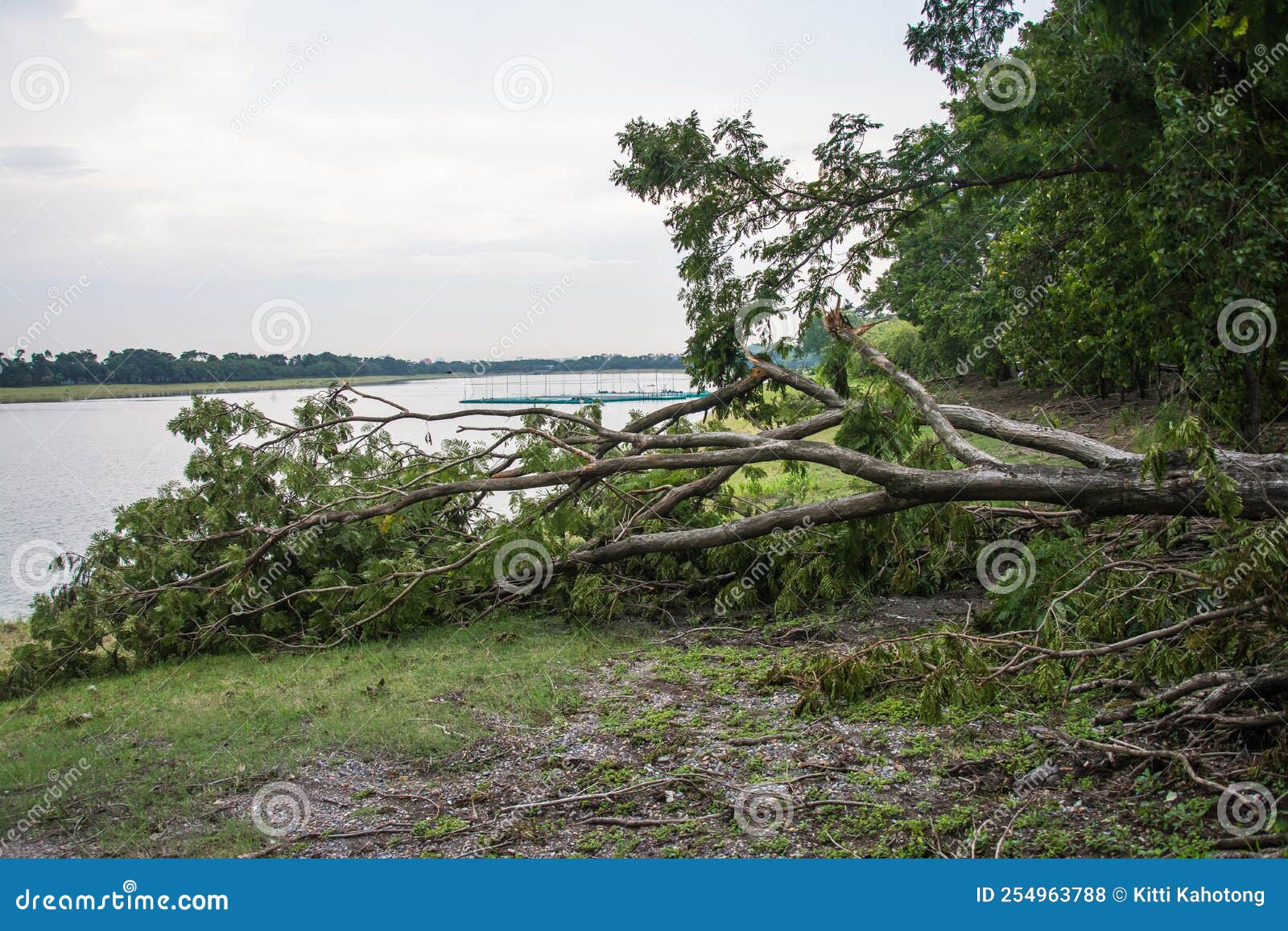 The Tree Was Destroyed by the Storm`s Intensity Stock Photo - Image of ...