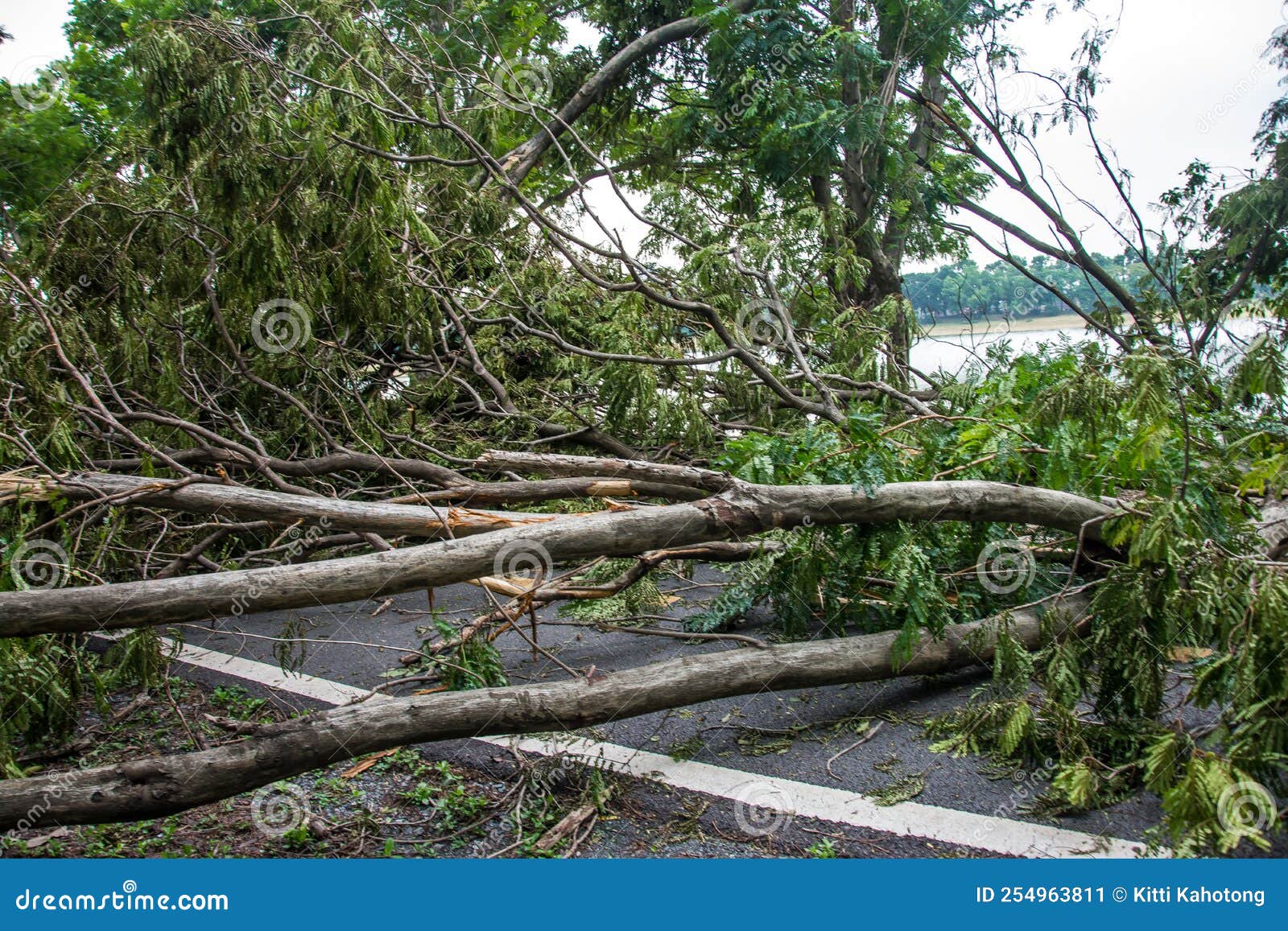 The Tree Was Destroyed by the Storm`s Intensity Stock Image - Image of ...