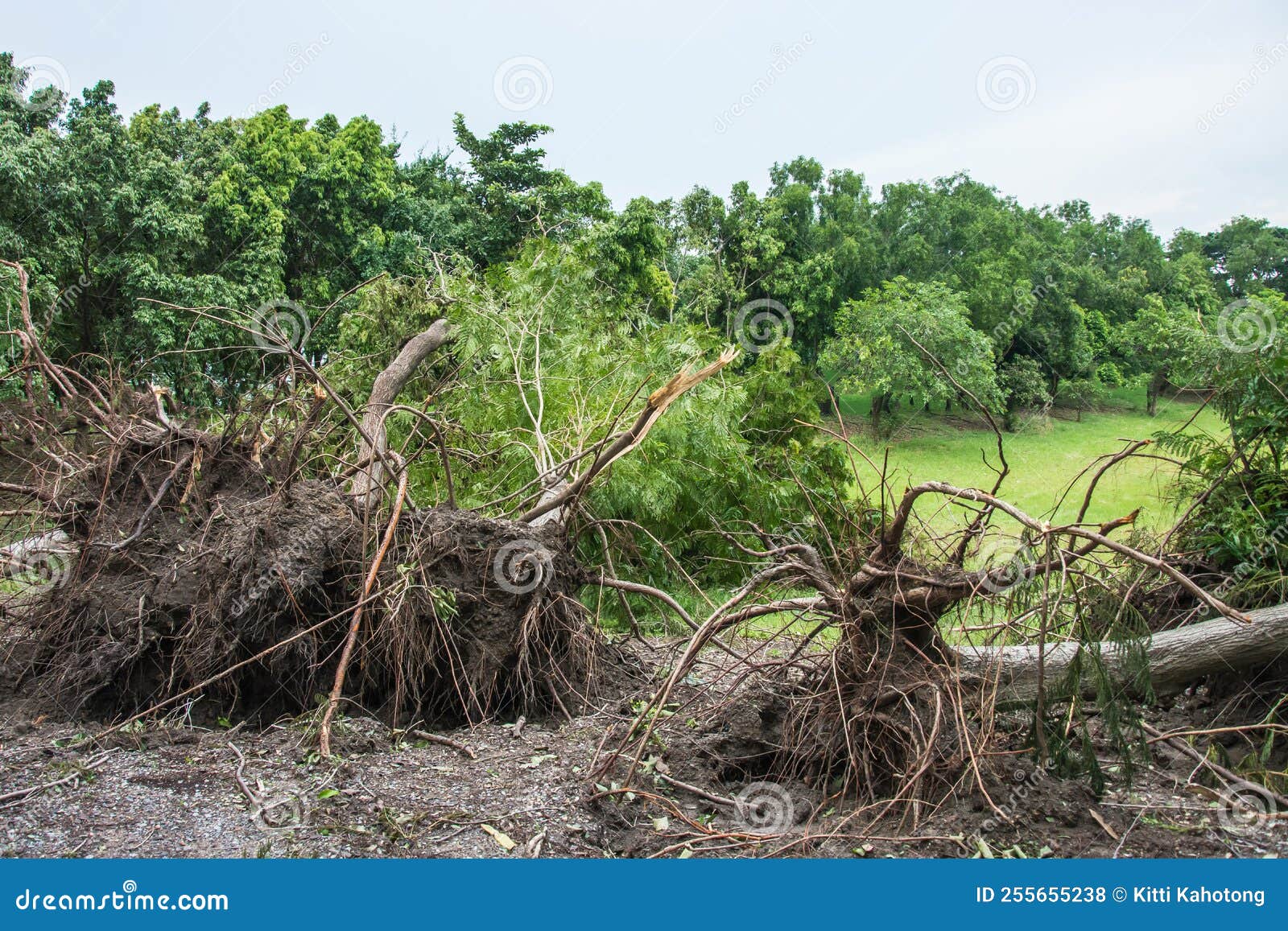 The Tree Was Destroyed by the Storm`s Intensity Stock Photo - Image of ...