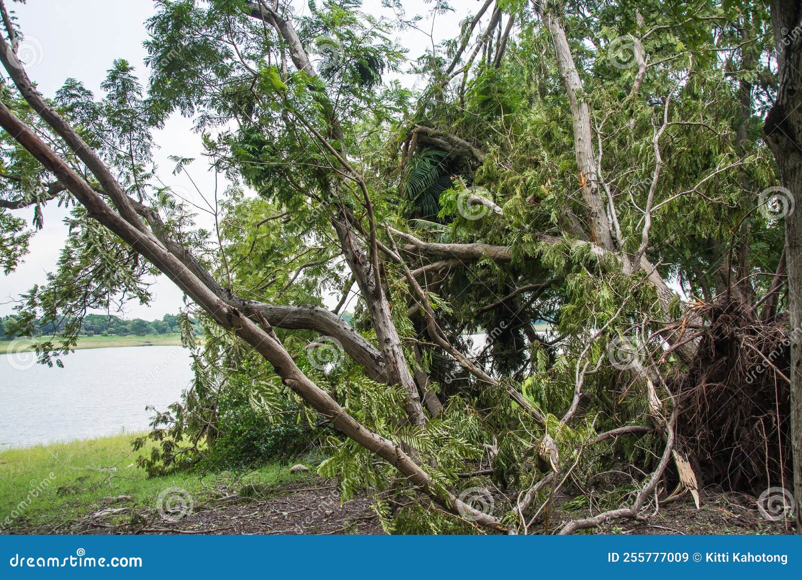The Tree Was Destroyed by the Storm`s Intensity Stock Image - Image of ...
