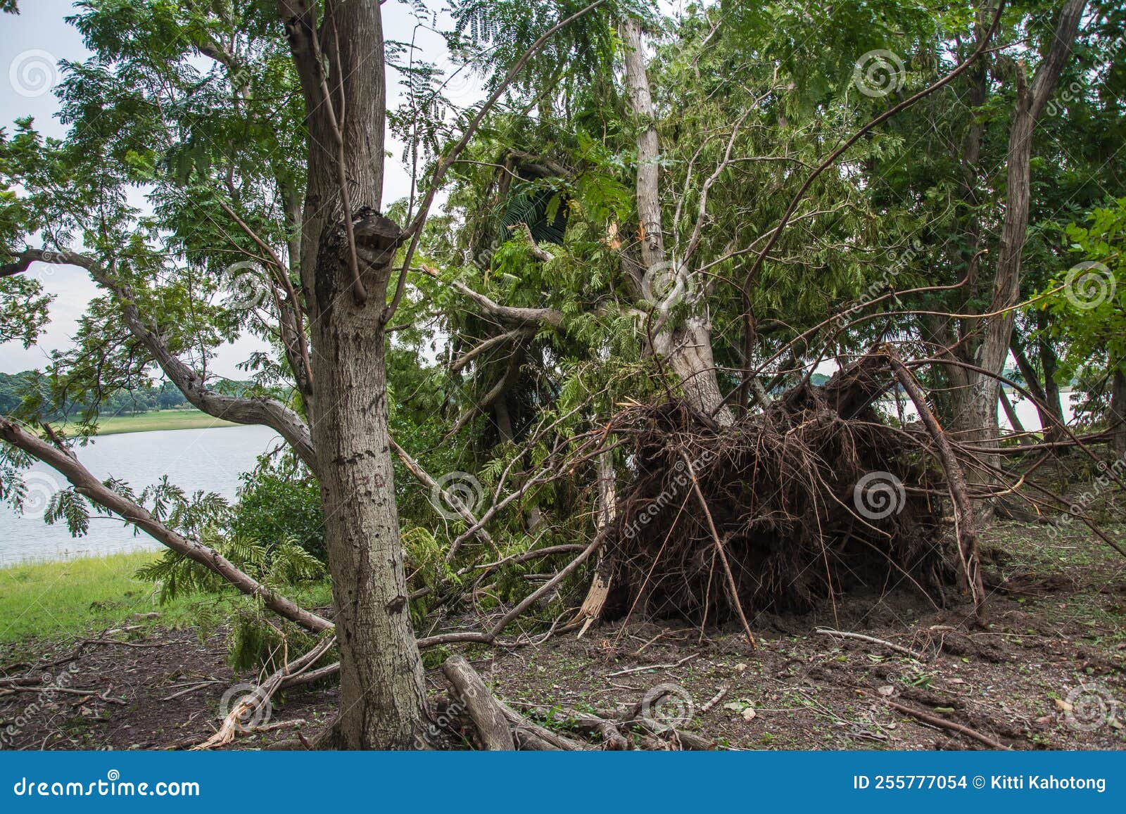 The Tree Was Destroyed by the Storm`s Intensity Stock Photo - Image of ...