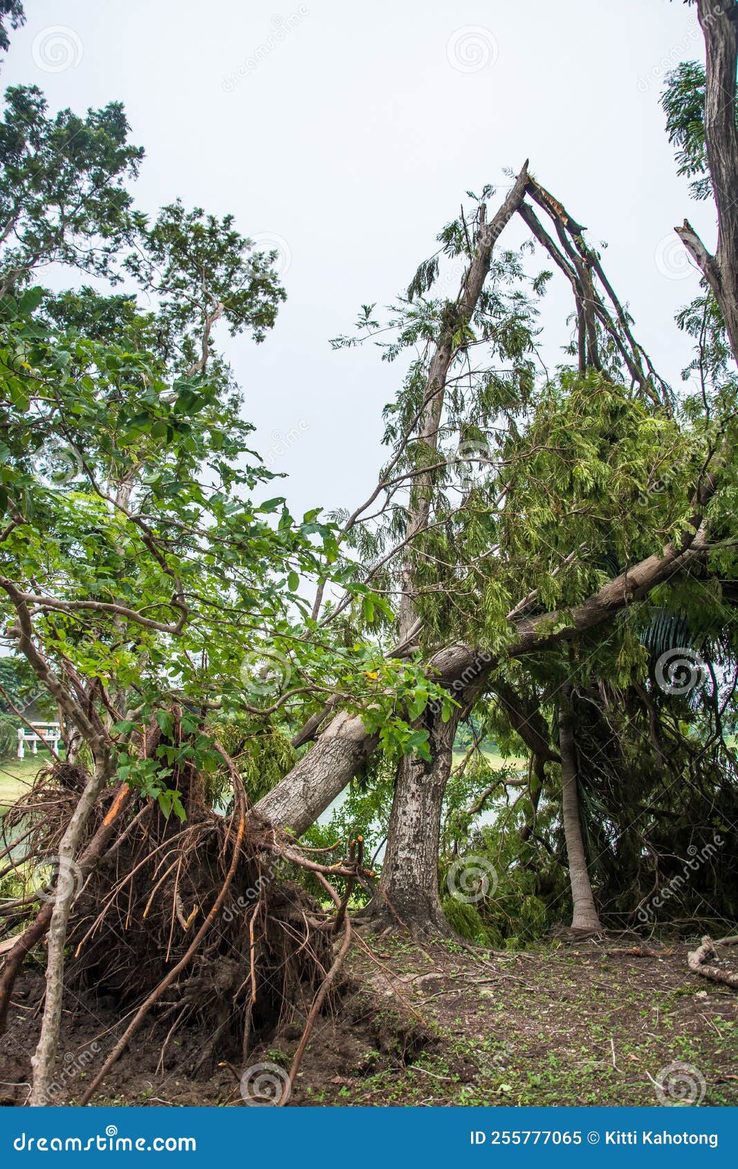 The Tree Was Destroyed by the Storm`s Intensity Stock Image - Image of ...