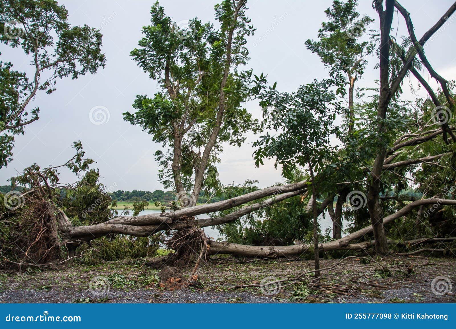 The Tree Was Destroyed by the Storm`s Intensity Stock Photo - Image of ...