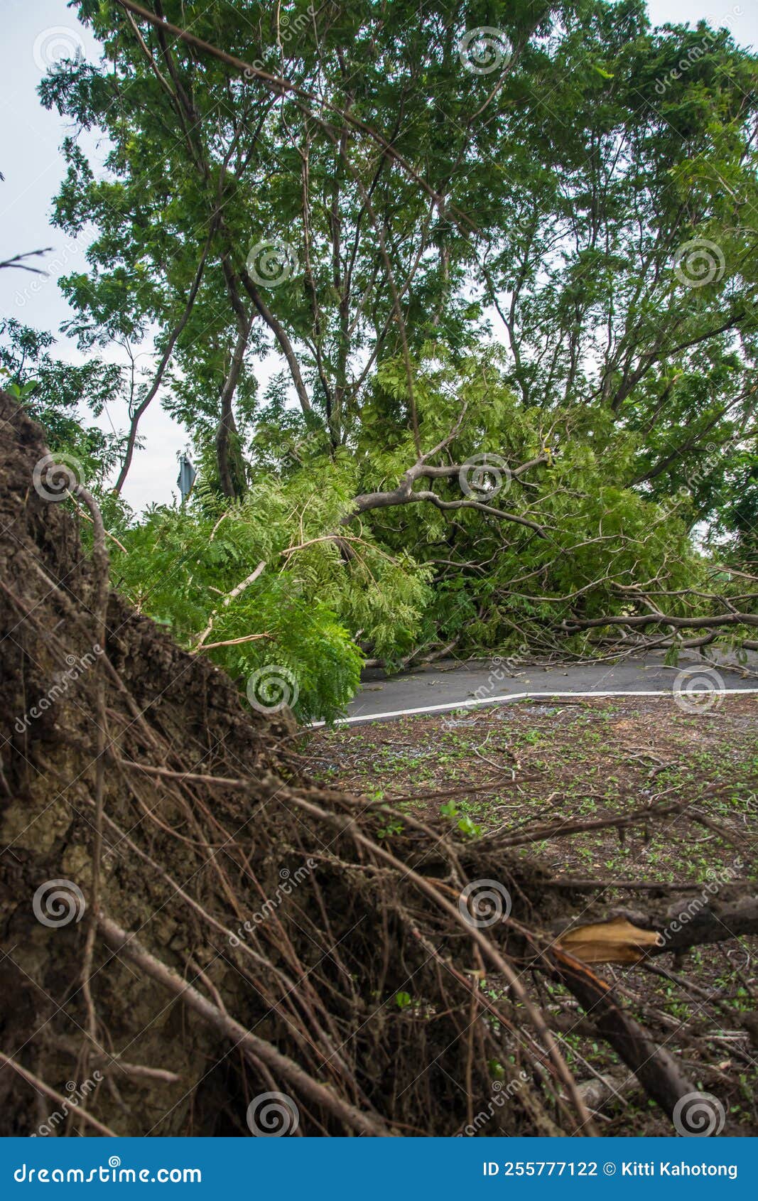 The Tree Was Destroyed by the Storm`s Intensity Stock Photo - Image of ...