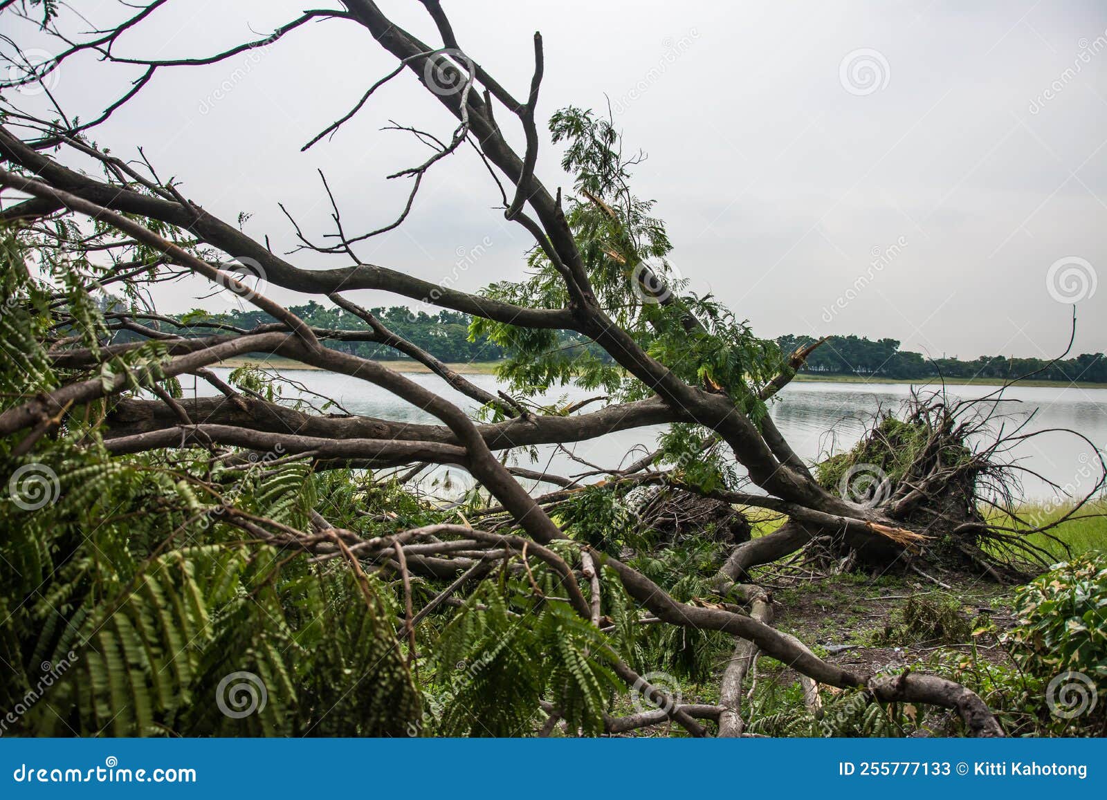 The Tree Was Destroyed by the Storm`s Intensity Stock Image - Image of ...