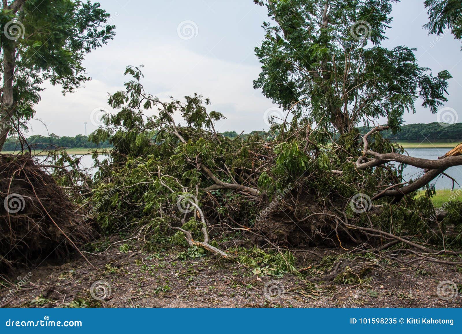 The Tree Was Destroyed by the Storm`s Intensity Stock Image - Image of ...
