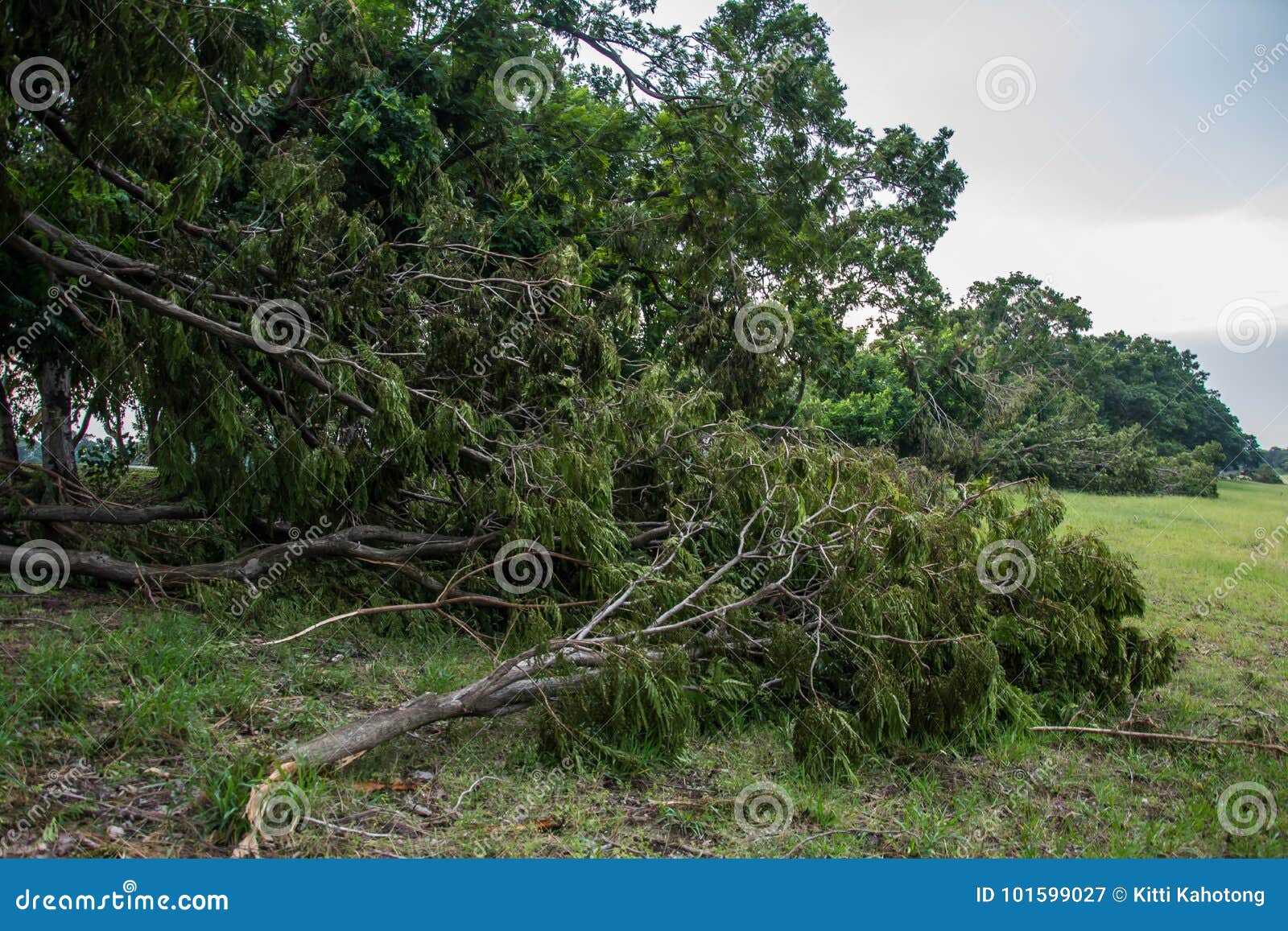 The Tree Was Destroyed by the Storm`s Intensity Stock Image - Image of ...