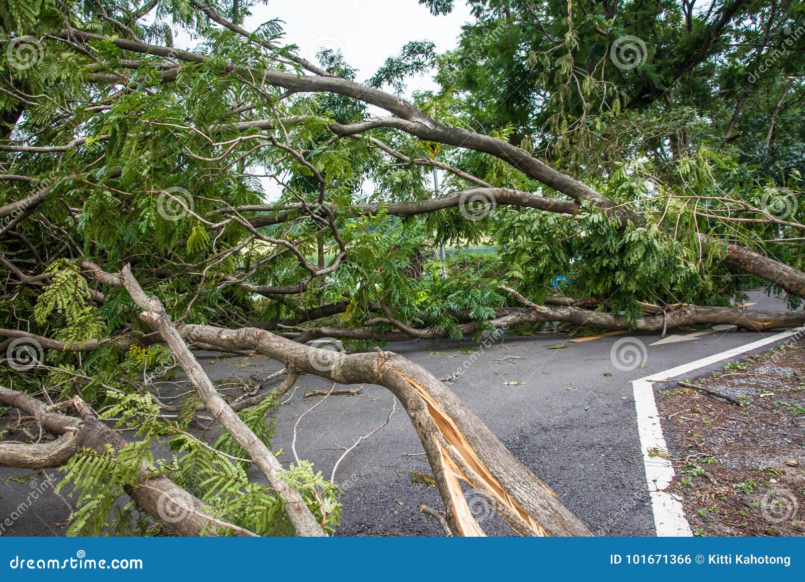 The Tree Was Destroyed by the Storm`s Intensity Stock Photo - Image of ...